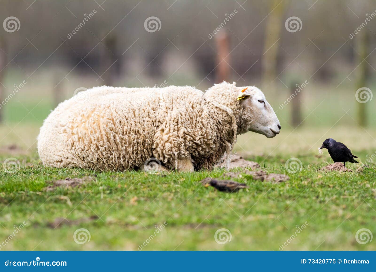 Sheep on the field stock image. Image of summer, friendly - 73420775