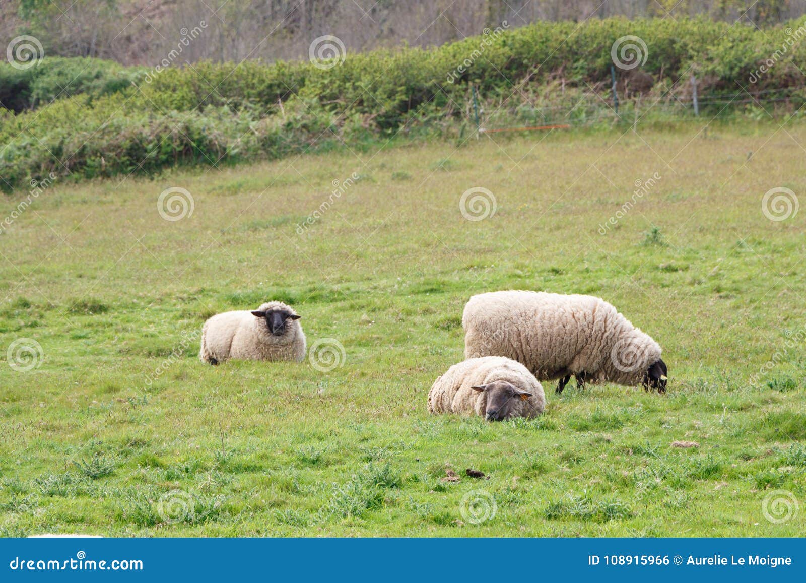 Sheep in a field stock photo. Image of field, graze - 108915966