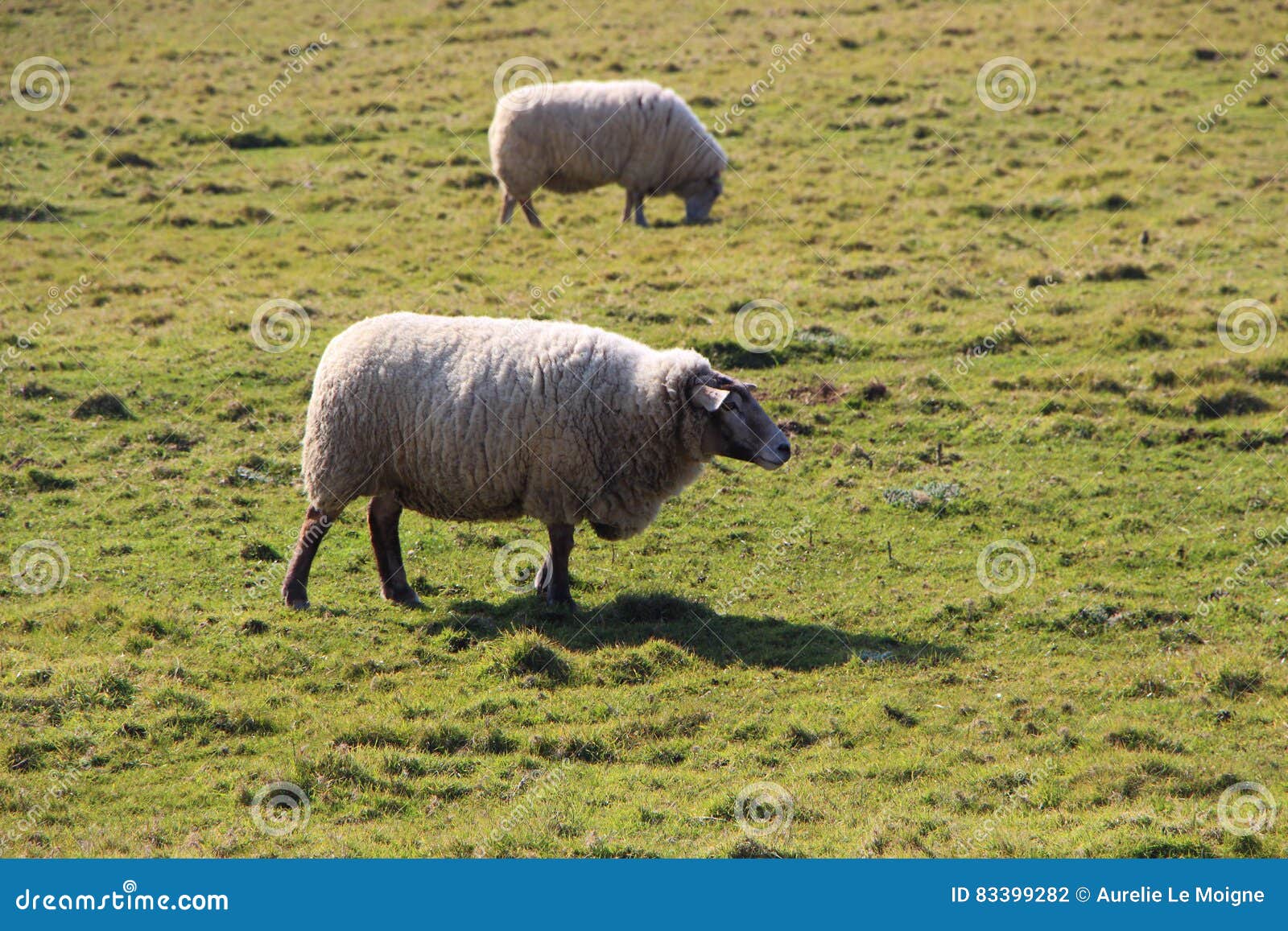 Sheep in a field stock photo. Image of pasture, lamb - 83399282