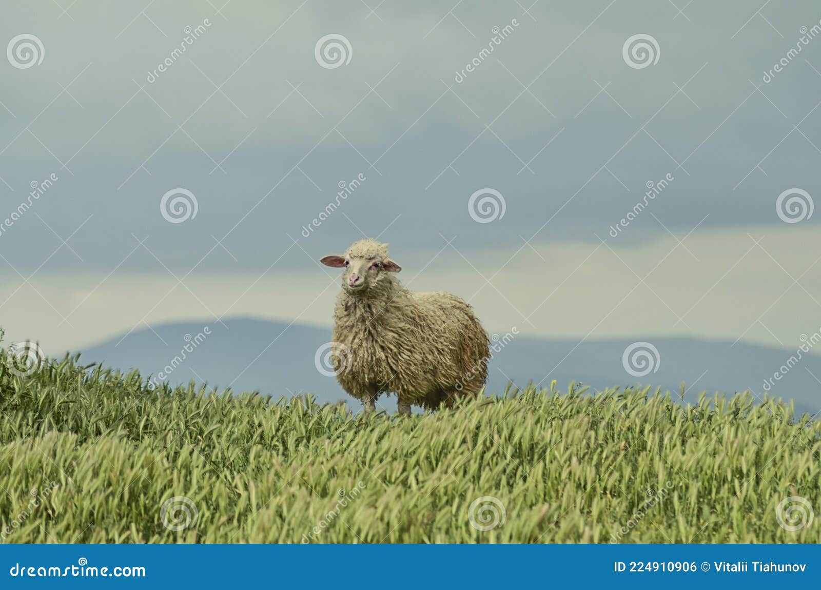 Sheep in the field, windy stock photo. Image of pasture - 224910906