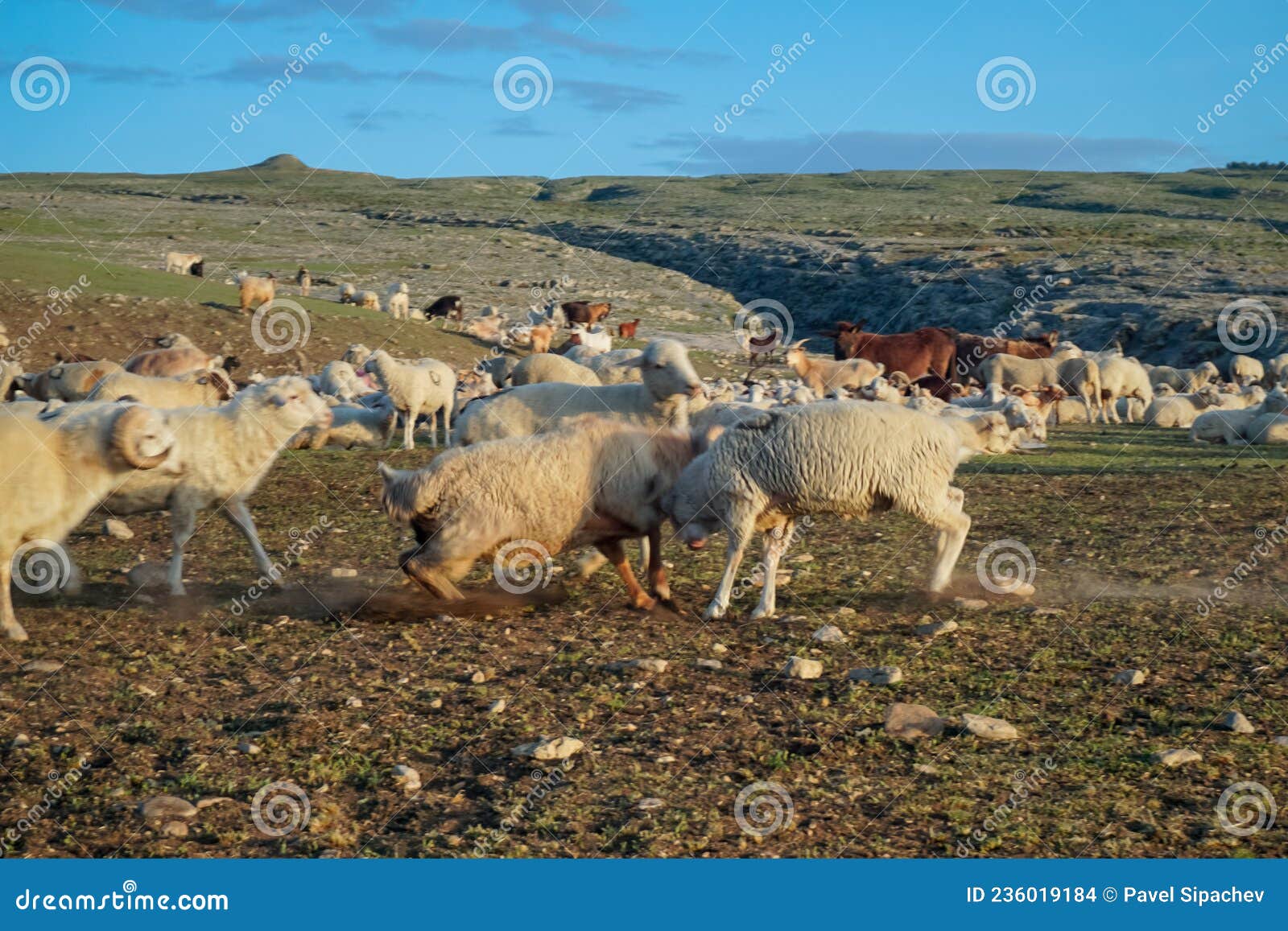 Sheep are Fighting on a Field in Dagestan Stock Photo - Image of ...