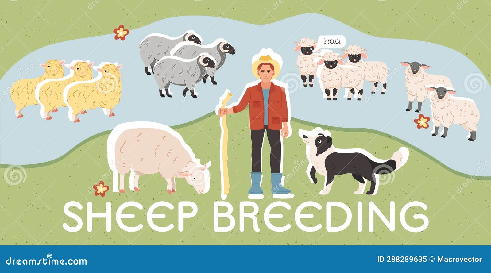 Various Sheep Breeds With Names Set Various Kind Identify Cartoon ...