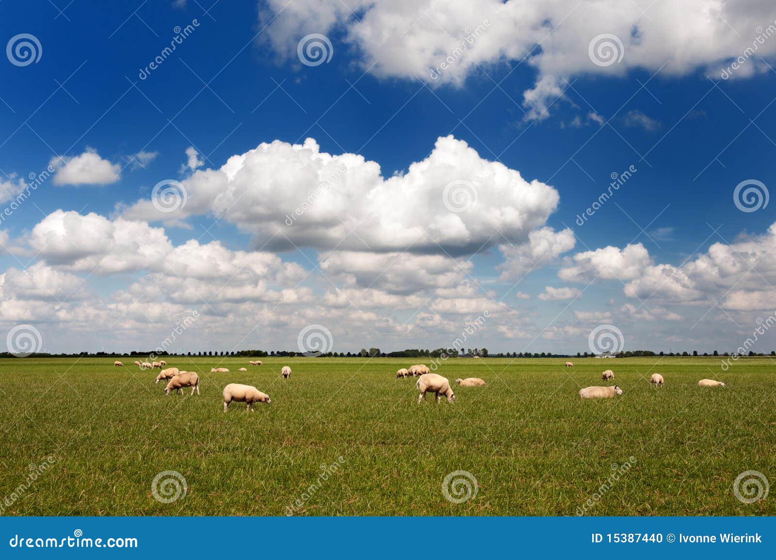 Sheep in flat landscape stock photo. Image of flock, flat - 15387440