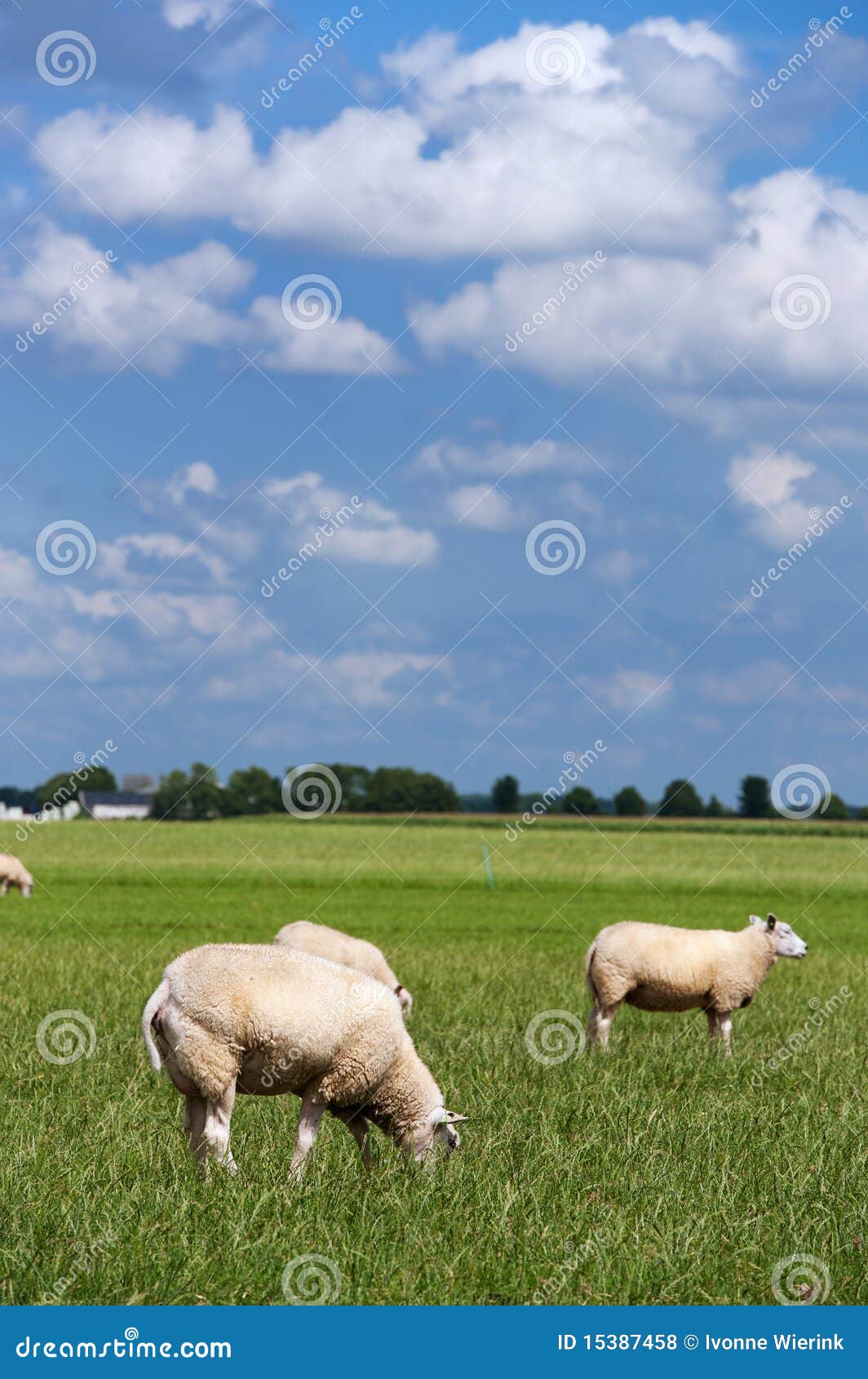 Sheep in flat landscape stock photo. Image of polder - 15387458
