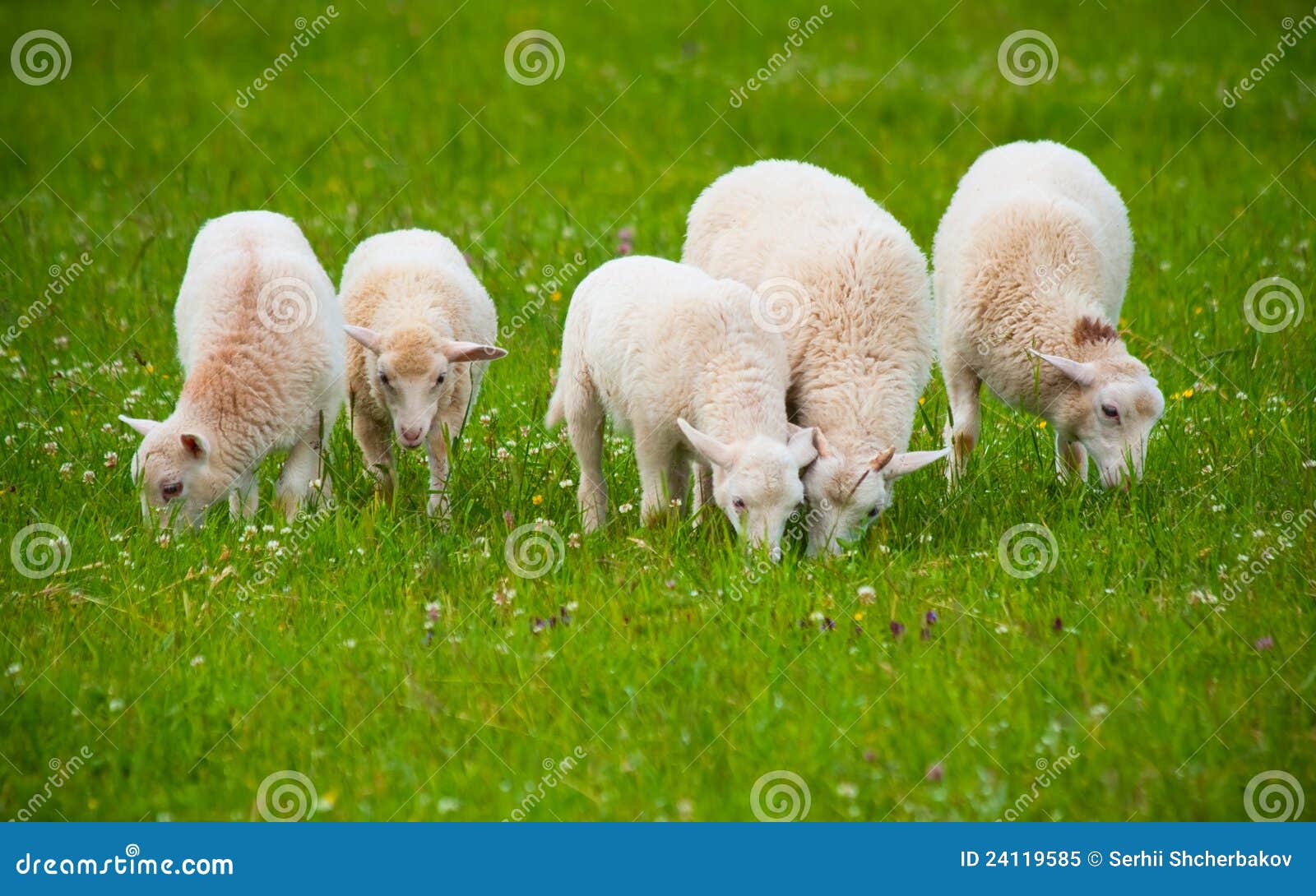 Sheep flock stock image. Image of horn, flock, lamb, livestock - 24119585