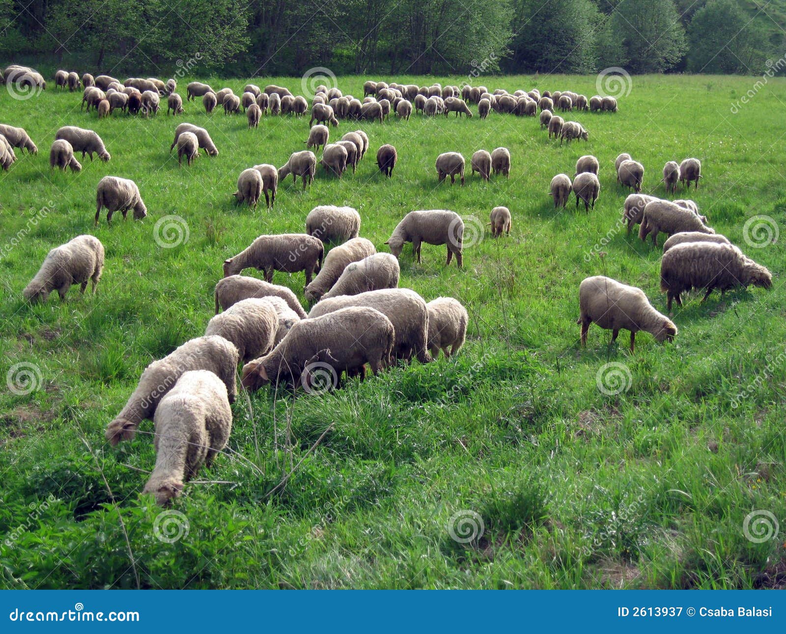 Sheep flock stock image. Image of wether, small, farming - 2613937