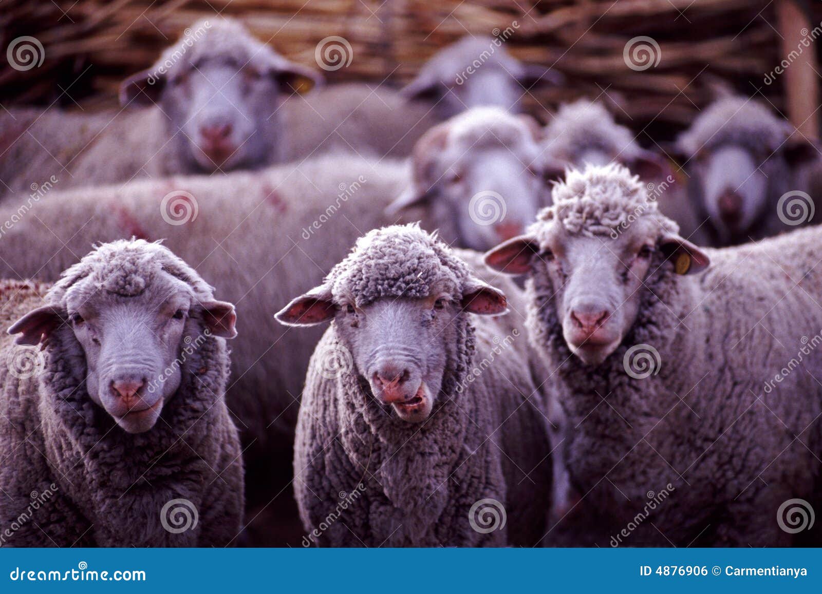 Sheep flock stock photo. Image of flocky, animal, baby - 4876906