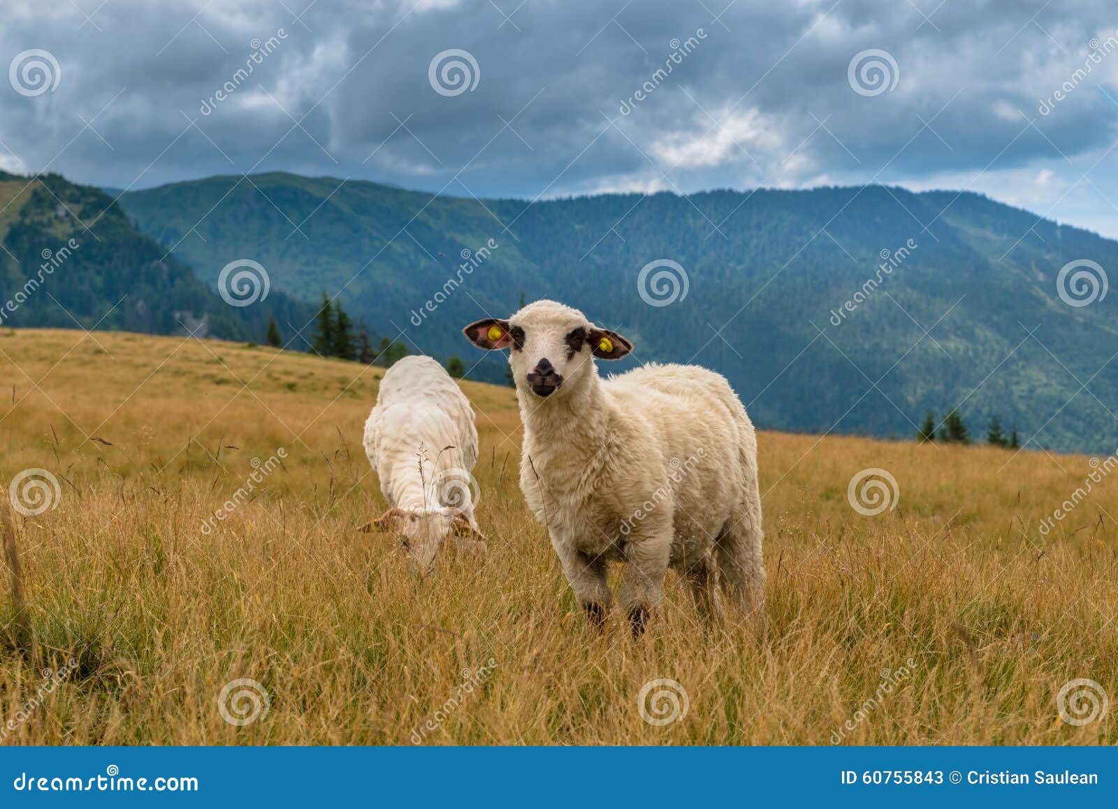 Sheep stock image. Image of scenery, sheep, agriculture - 60755843