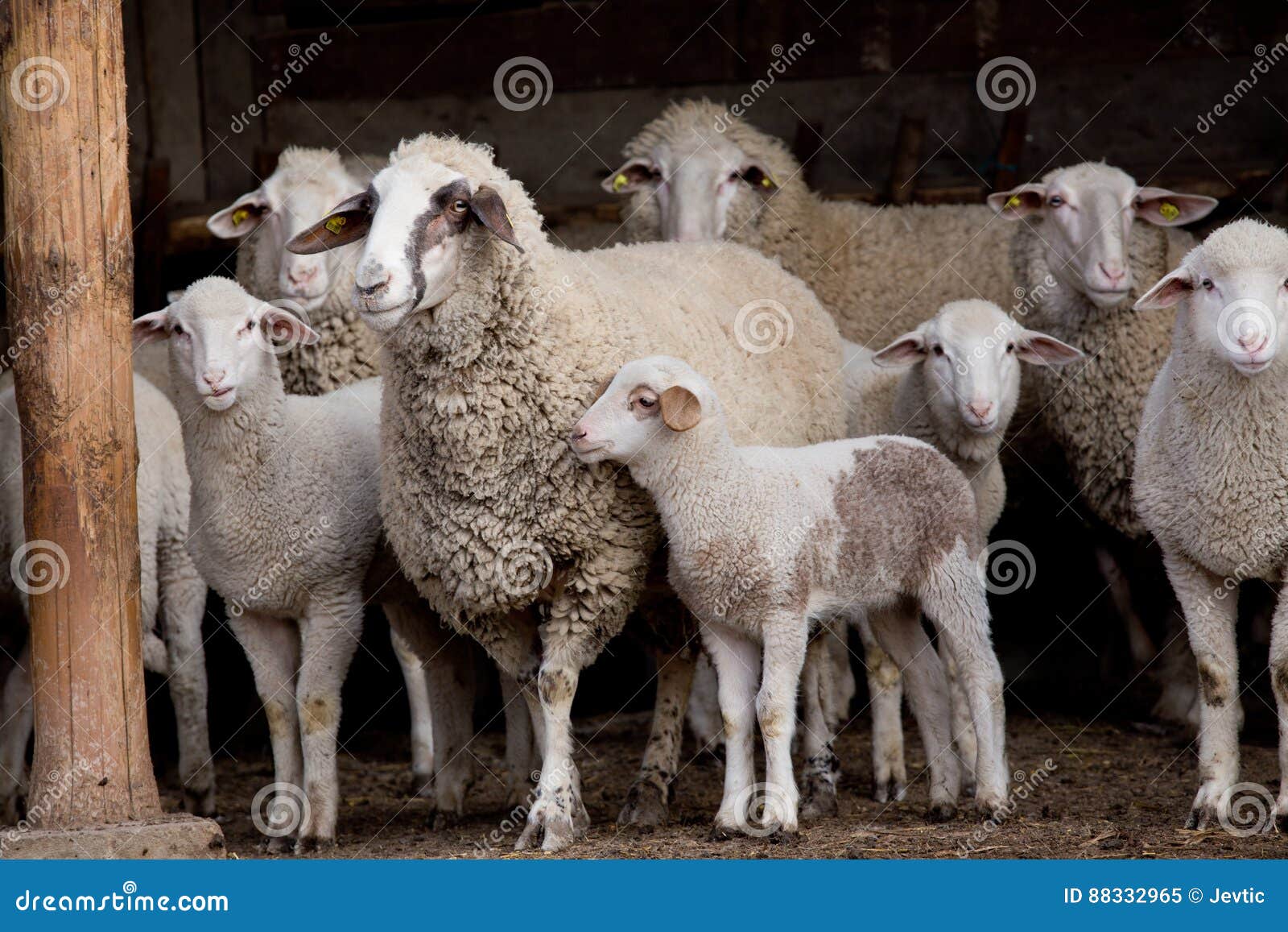 Sheep flock on farm stock image. Image of countryside - 88332965