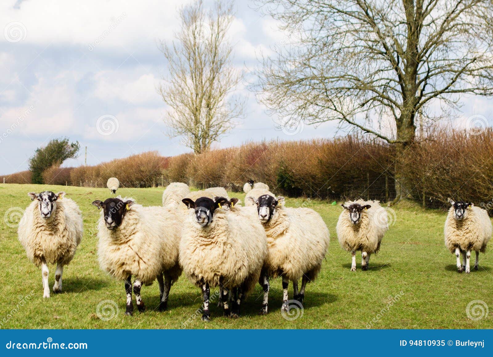 A flock of sheep stock image. Image of sheep, rural, ovis - 94810935