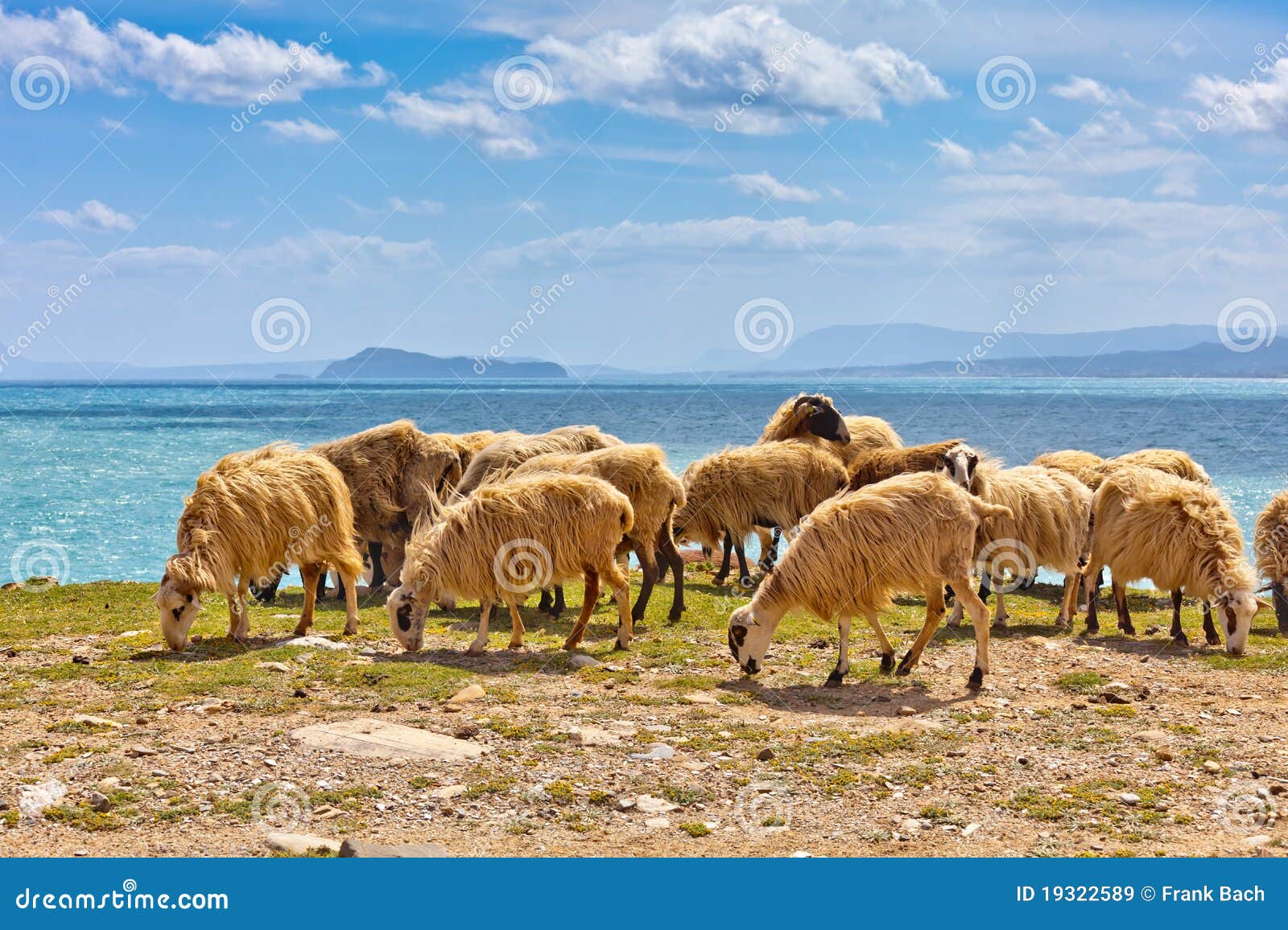 Sheep in a Flock Near the Ocean Stock Image - Image of herd, grazing ...