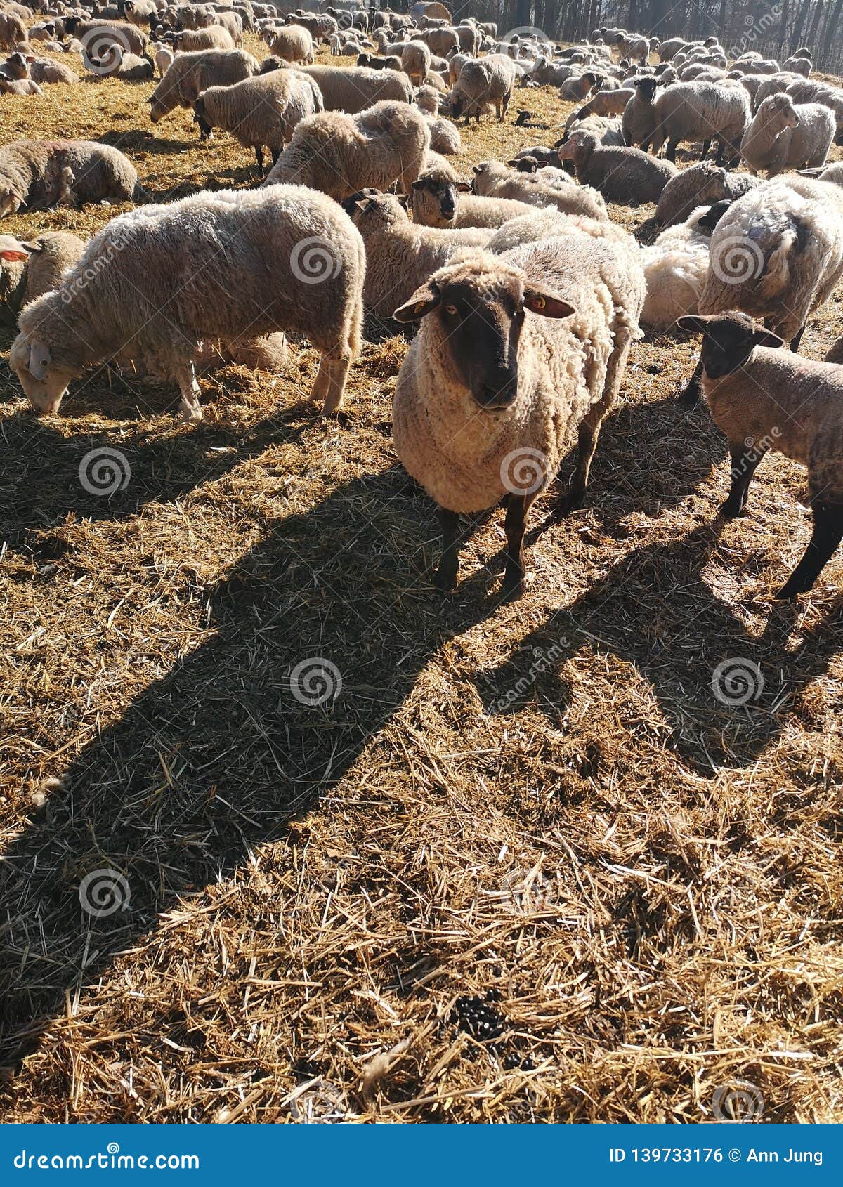 Sheep flock stock photo. Image of nature, sheep, spring - 139733176