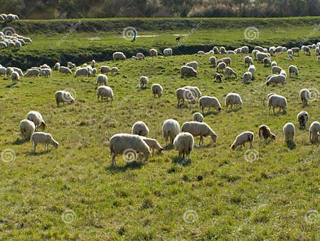 Sheep flock with shepherd stock image. Image of farm - 14765717