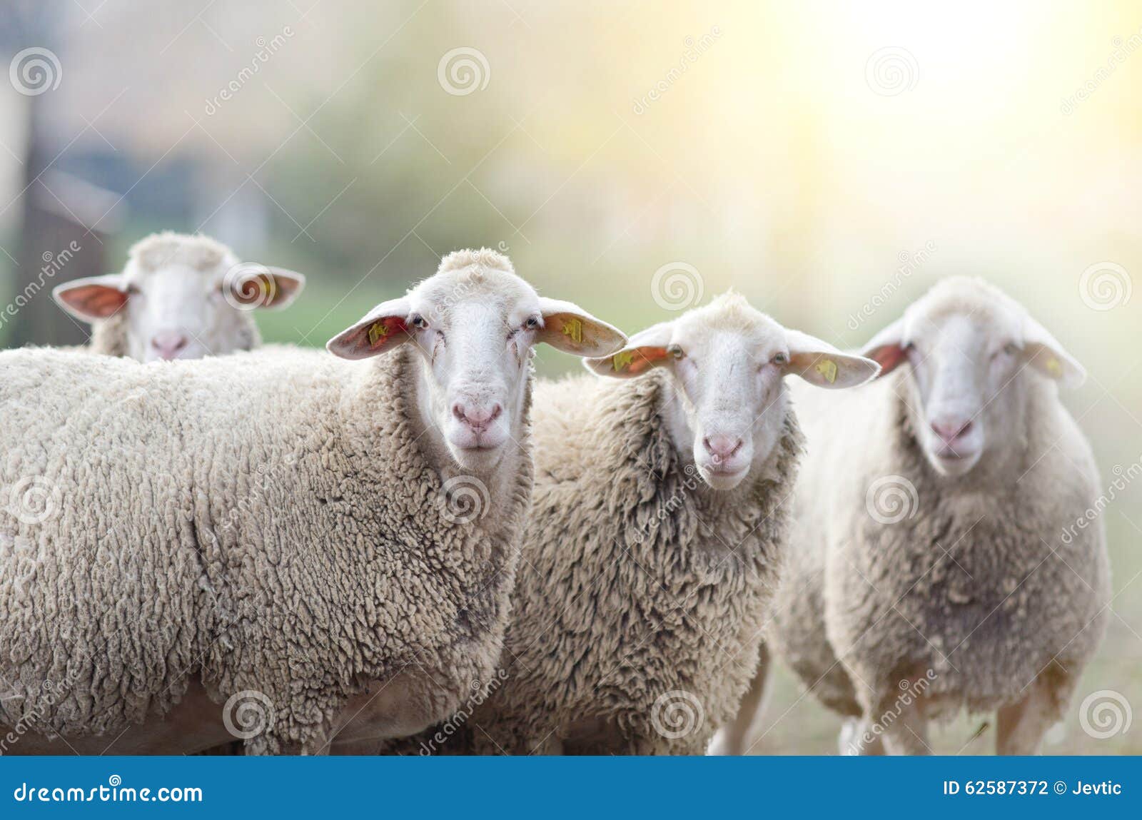 Sheep Flock Standing on Farmland Stock Photo - Image of fluffy ...
