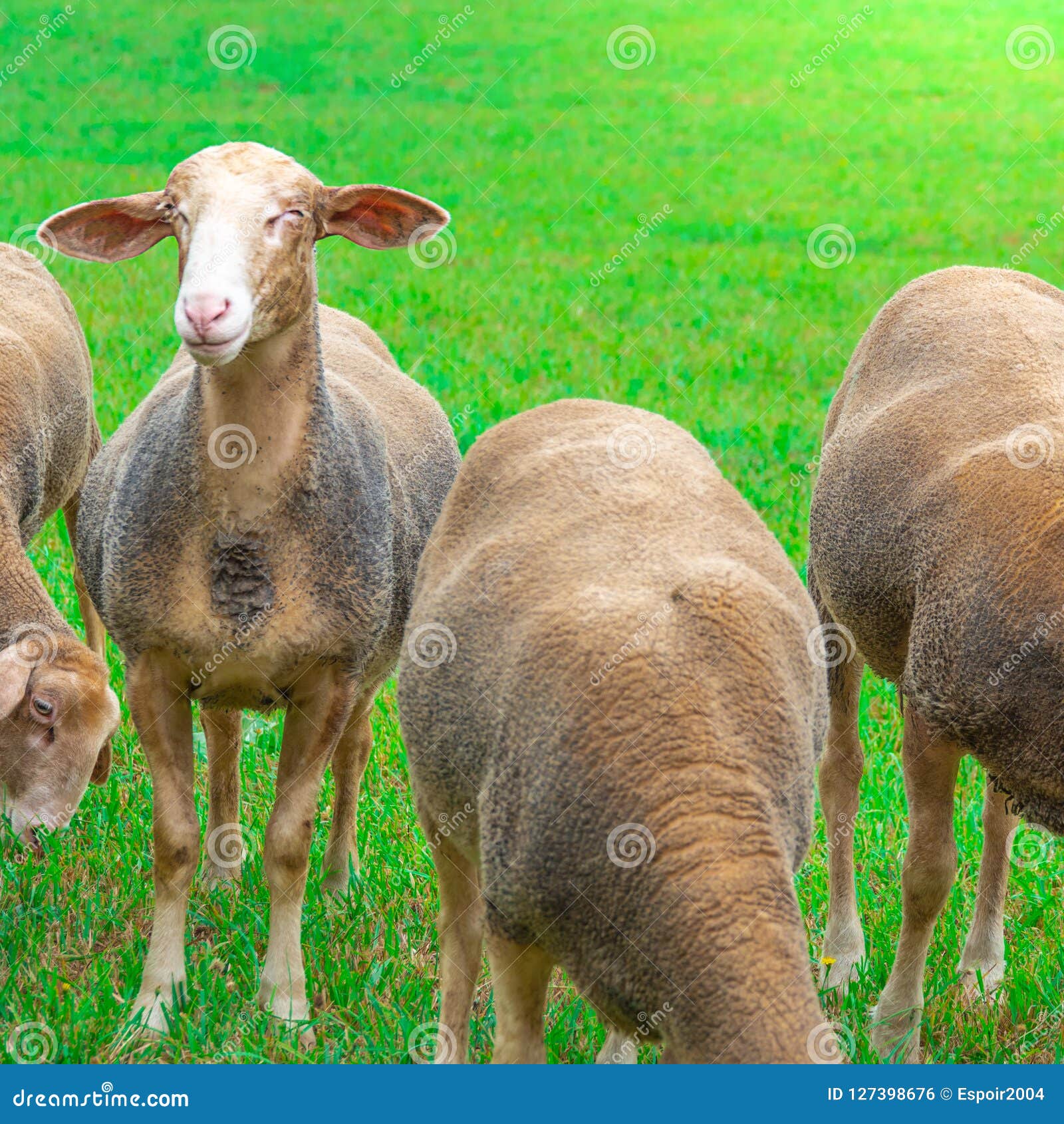 Sheep from a Flock of Sheep Winks with an Eye. Stock Photo - Image of ...