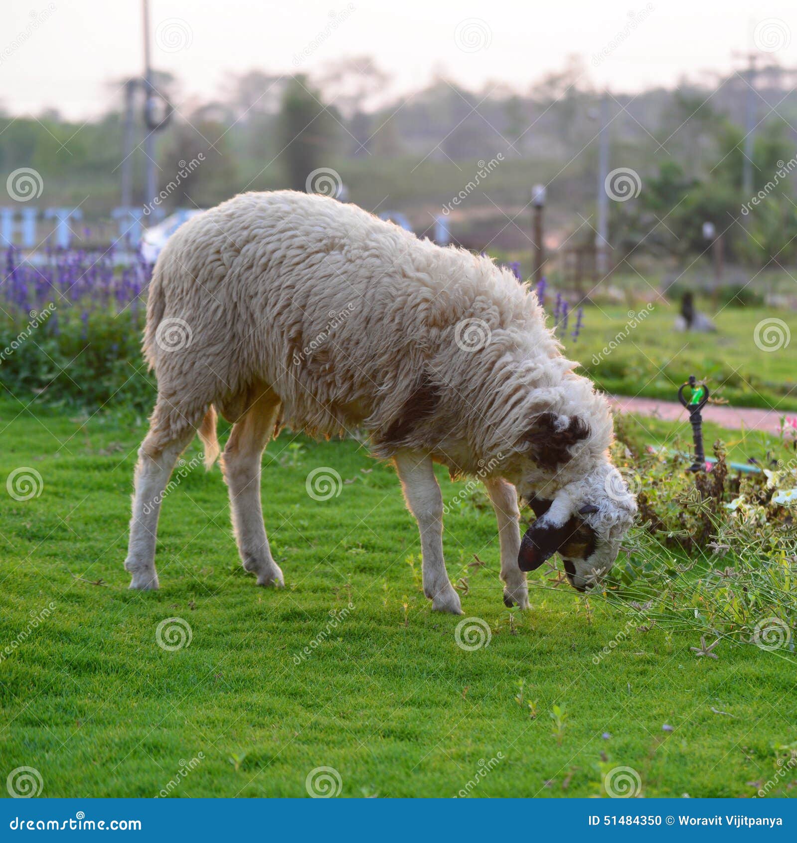 Sheep on flower Garden stock photo. Image of blue, flower - 51484350
