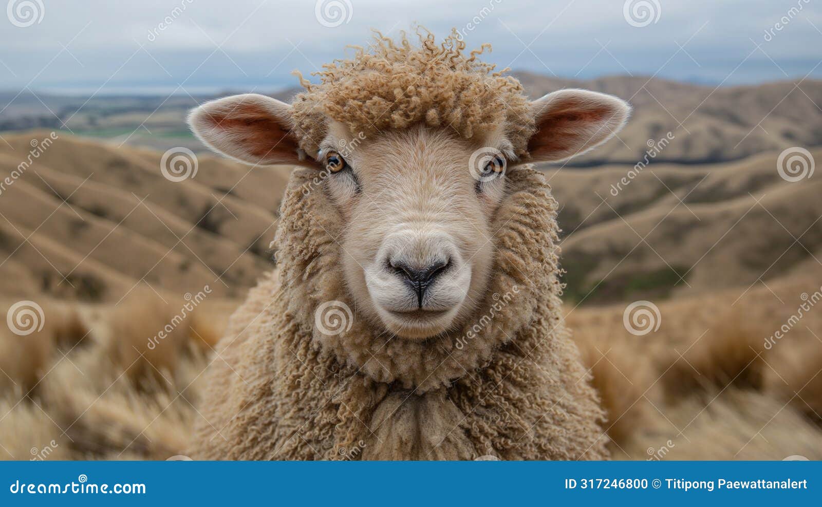 A Sheep with a Fluffy Face is Standing in a Field Stock Illustration ...