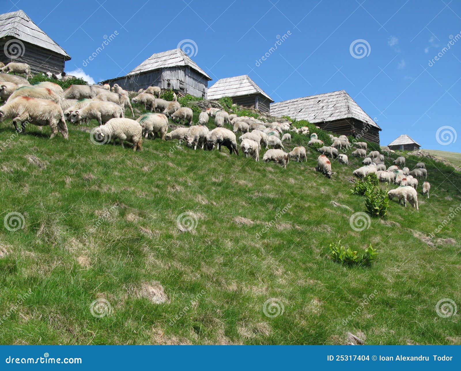 Sheep fold stock photo. Image of romanians, green, alpine - 25317404