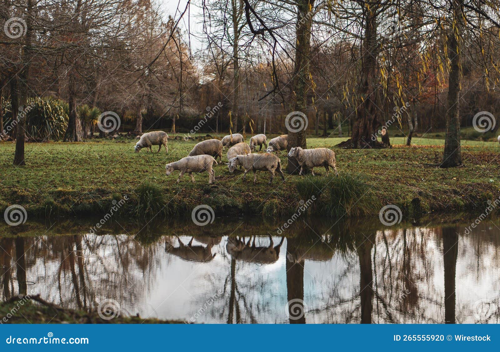 Sheep Following Each Other Past a Lake Casting a Reflection Stock Photo ...