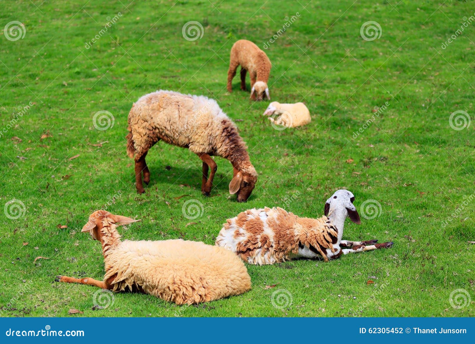 Sheep Forage in Sunny Summer Pasture Stock Photo - Image of meadow ...