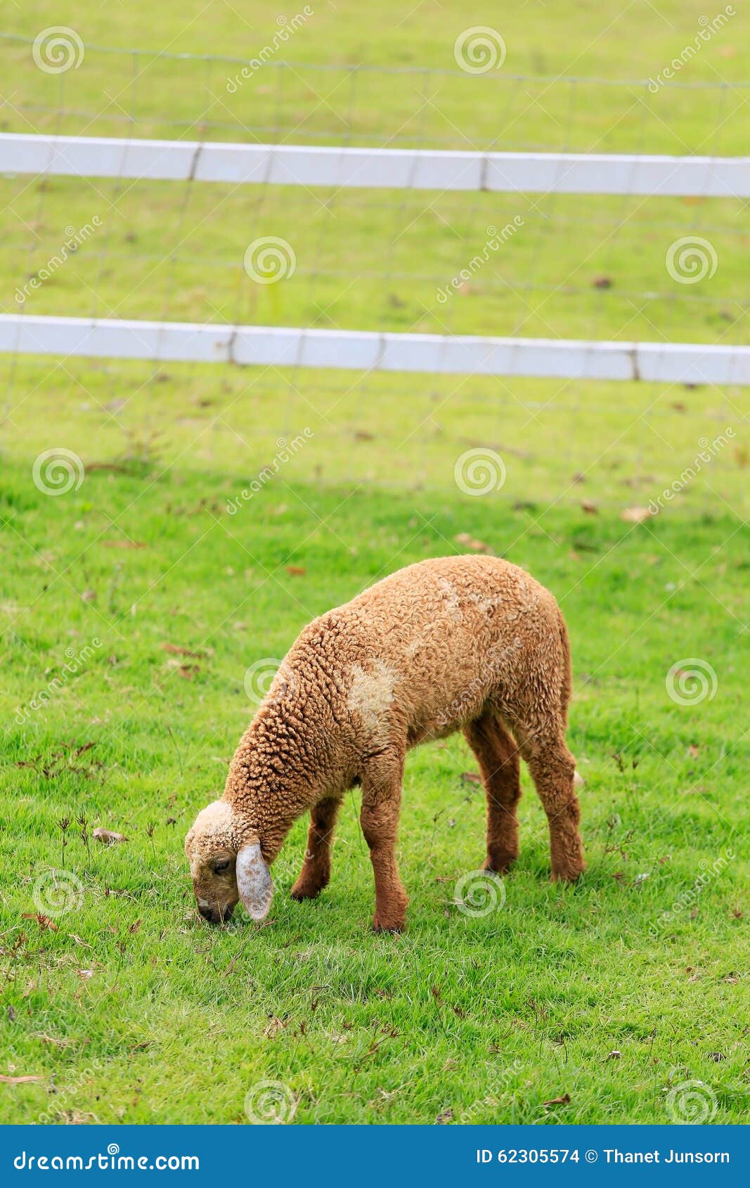 Sheep Forage in Sunny Summer Pasture Stock Photo - Image of fence ...
