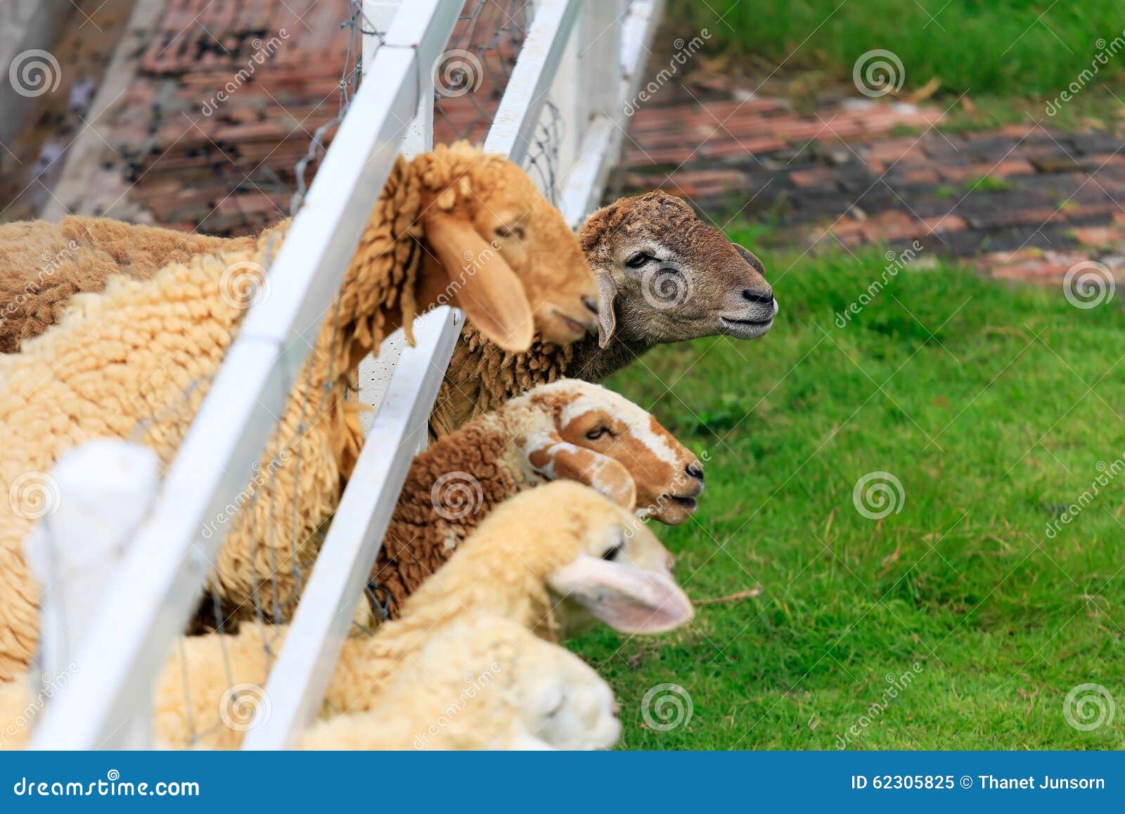 Sheep Forage in Sunny Summer Pasture Stock Image - Image of cute, farm ...