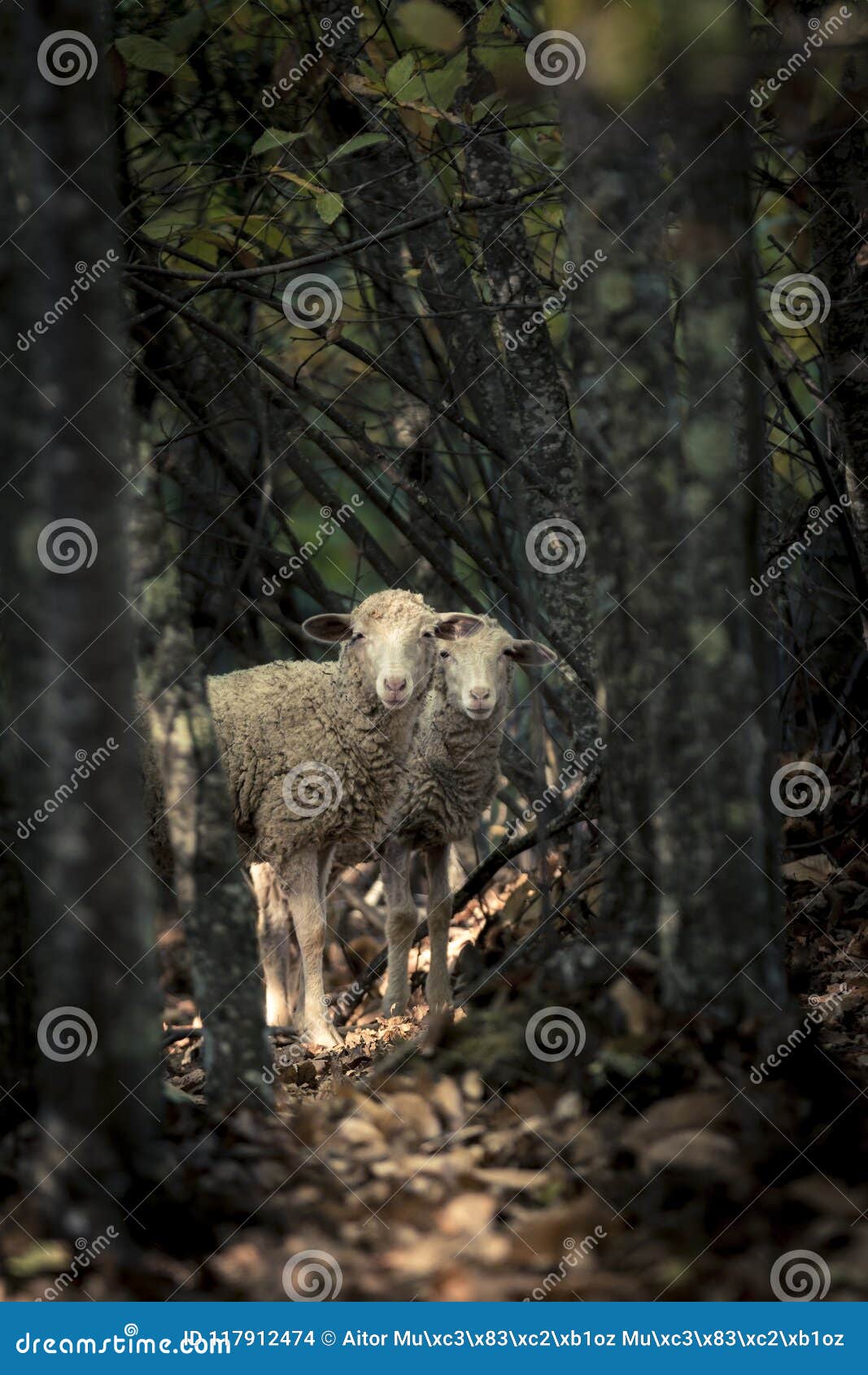 Sheep in Forest among Trees Stock Photo - Image of animal, forest ...