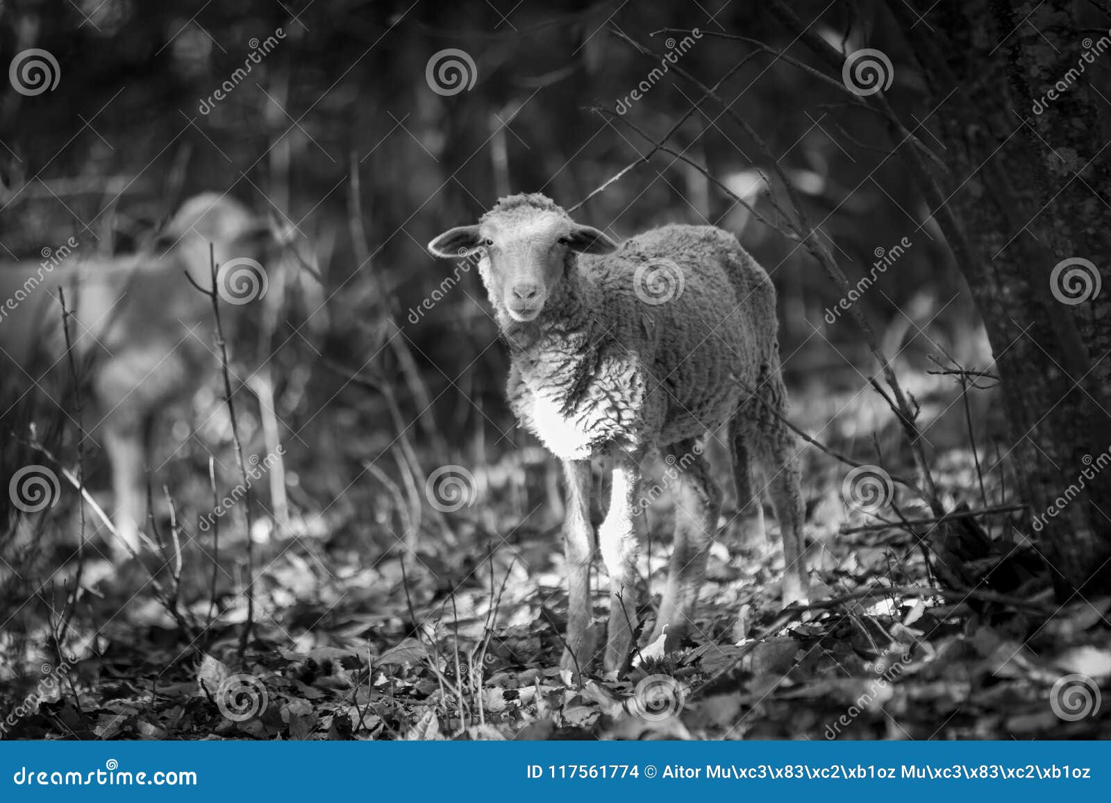 Sheep in Forest among Trees Stock Photo - Image of nature, feeding ...