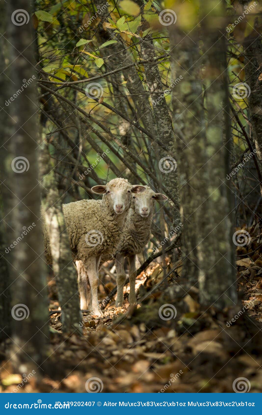 Sheep in Forest among Trees Stock Image - Image of autumn, colorful ...