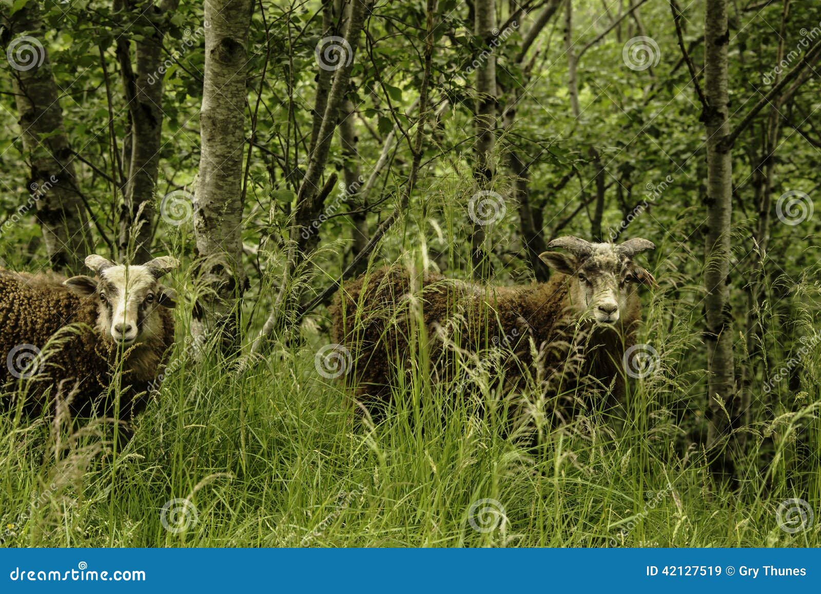 Sheep stock image. Image of farm, brown, wilderness, horns - 42127519