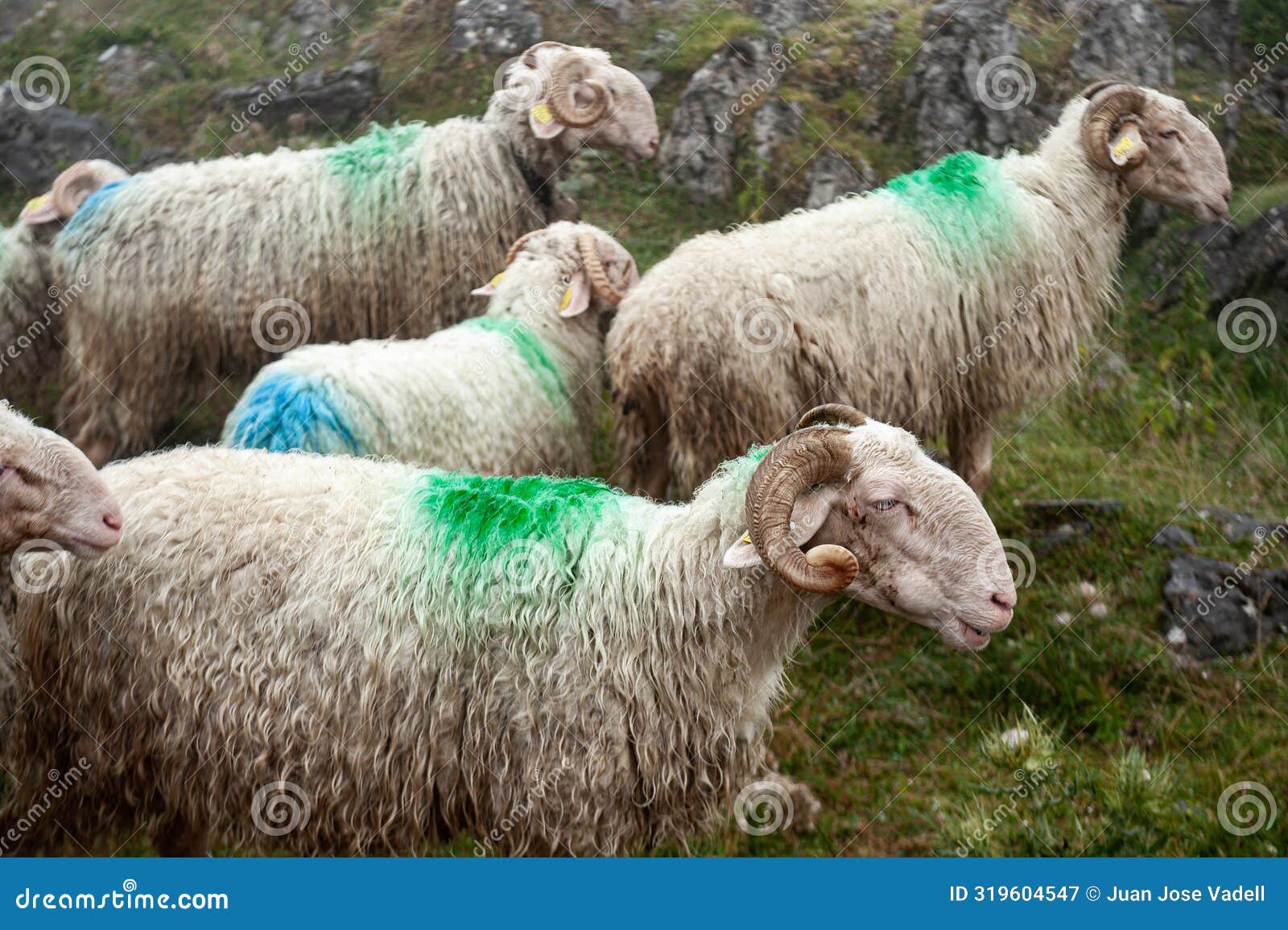 Sheep on the French Pyrenees Road Stock Image - Image of santiago ...