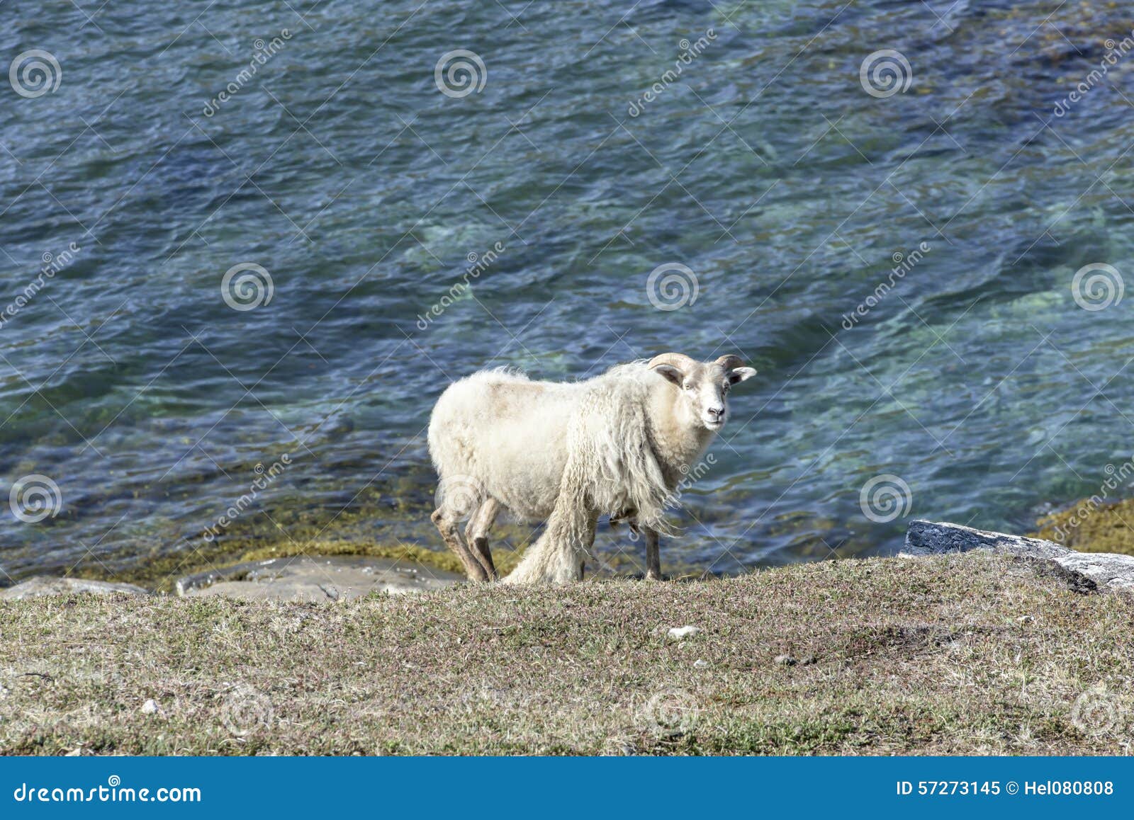 Sheep in Front of Atlantic Ocean Stock Image - Image of wool, front ...