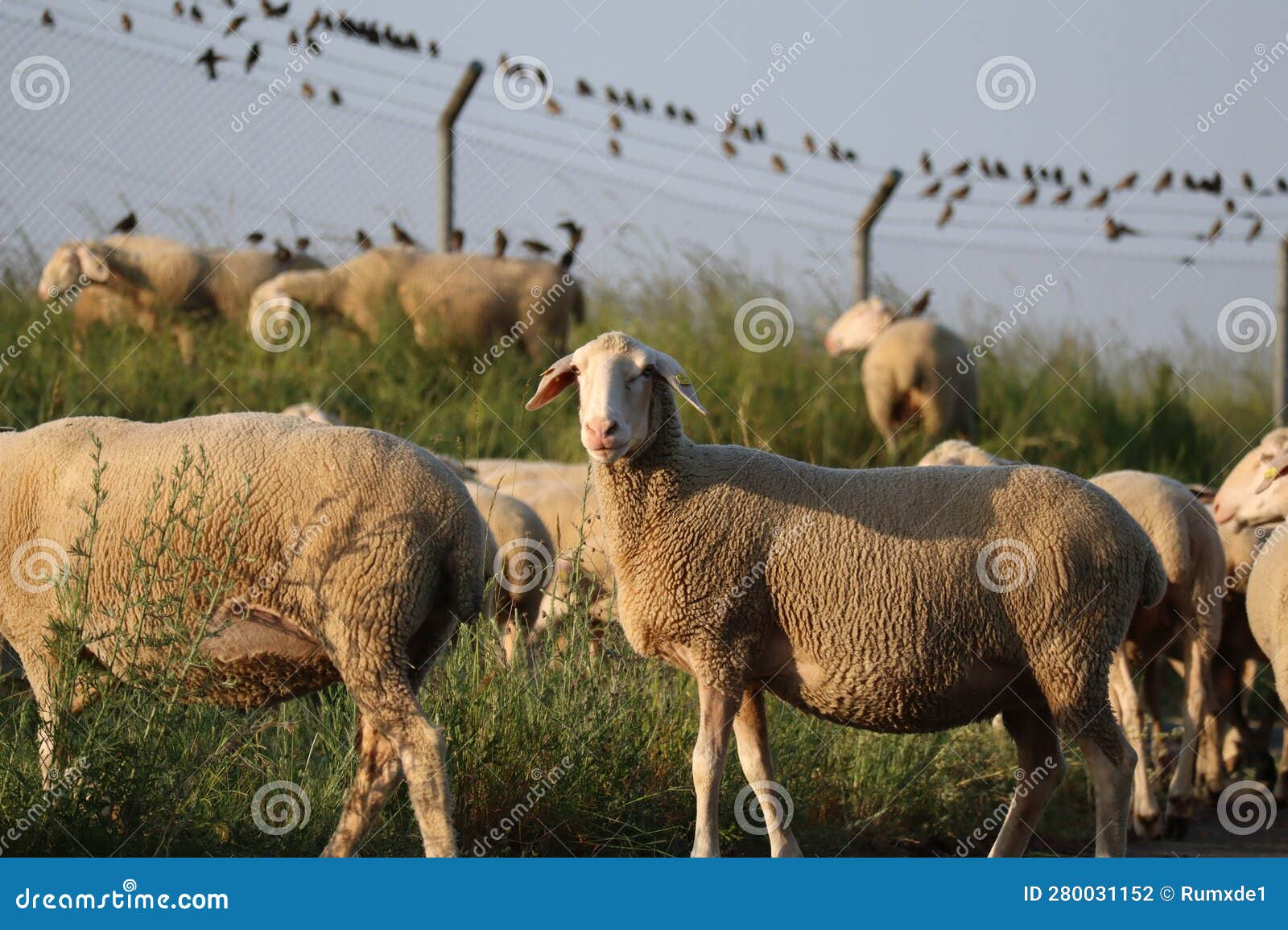 Sheep in front of Fence stock photo. Image of fencing - 280031152