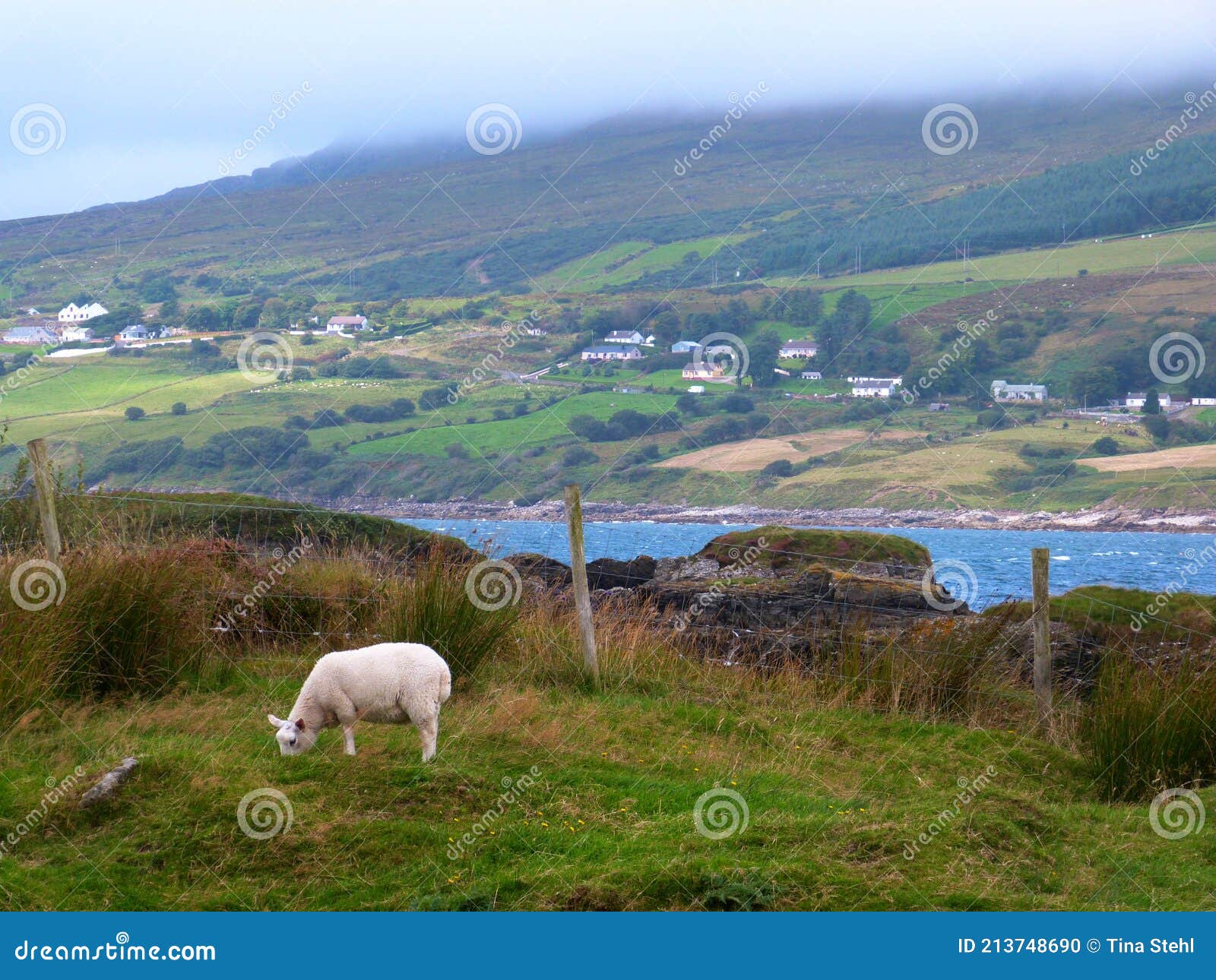 Sheep in Front of Ireland Landscape Stock Photo - Image of countryside ...