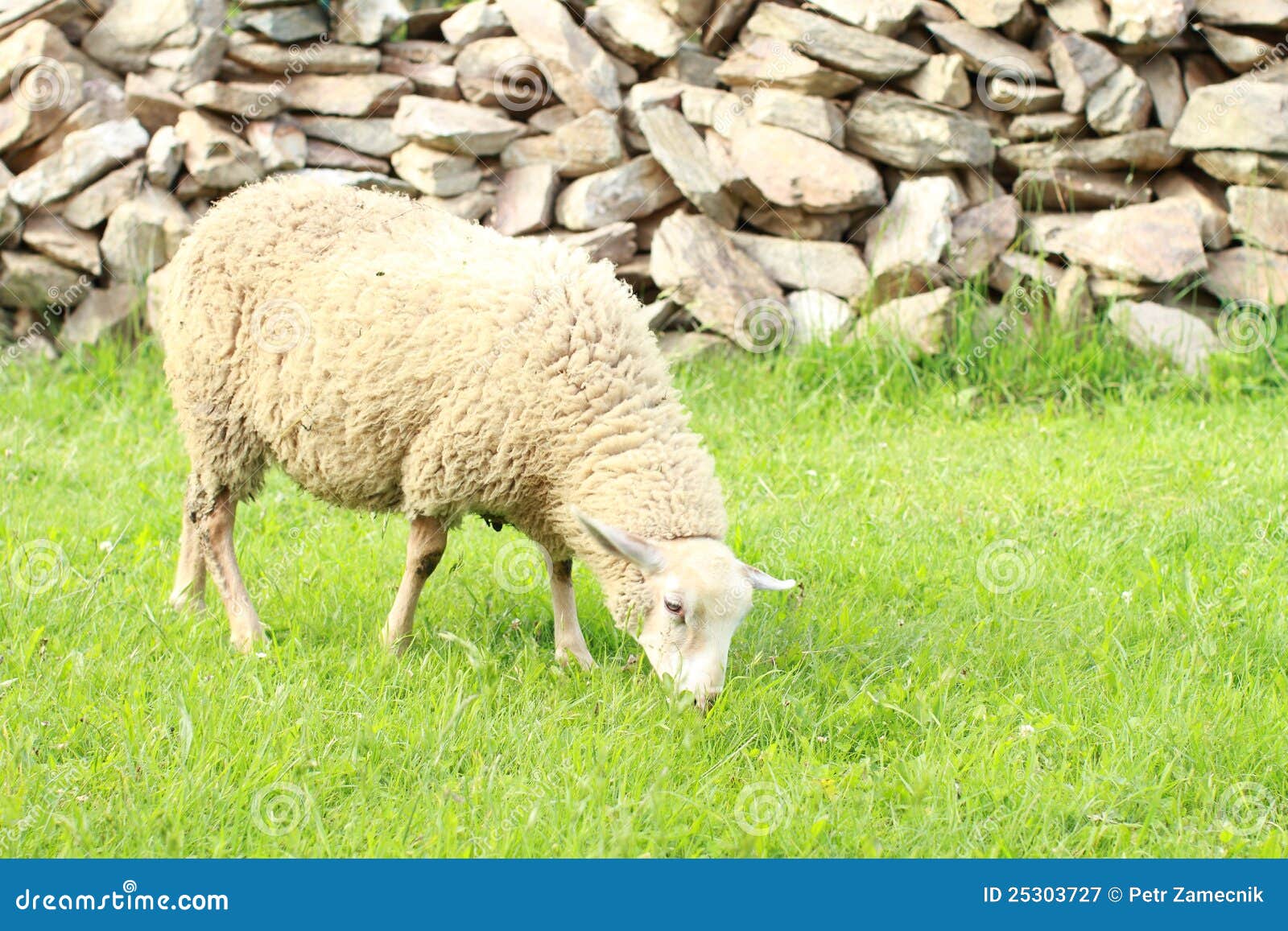 Sheep in Front of Stone Wall Stock Image - Image of green, feeding ...