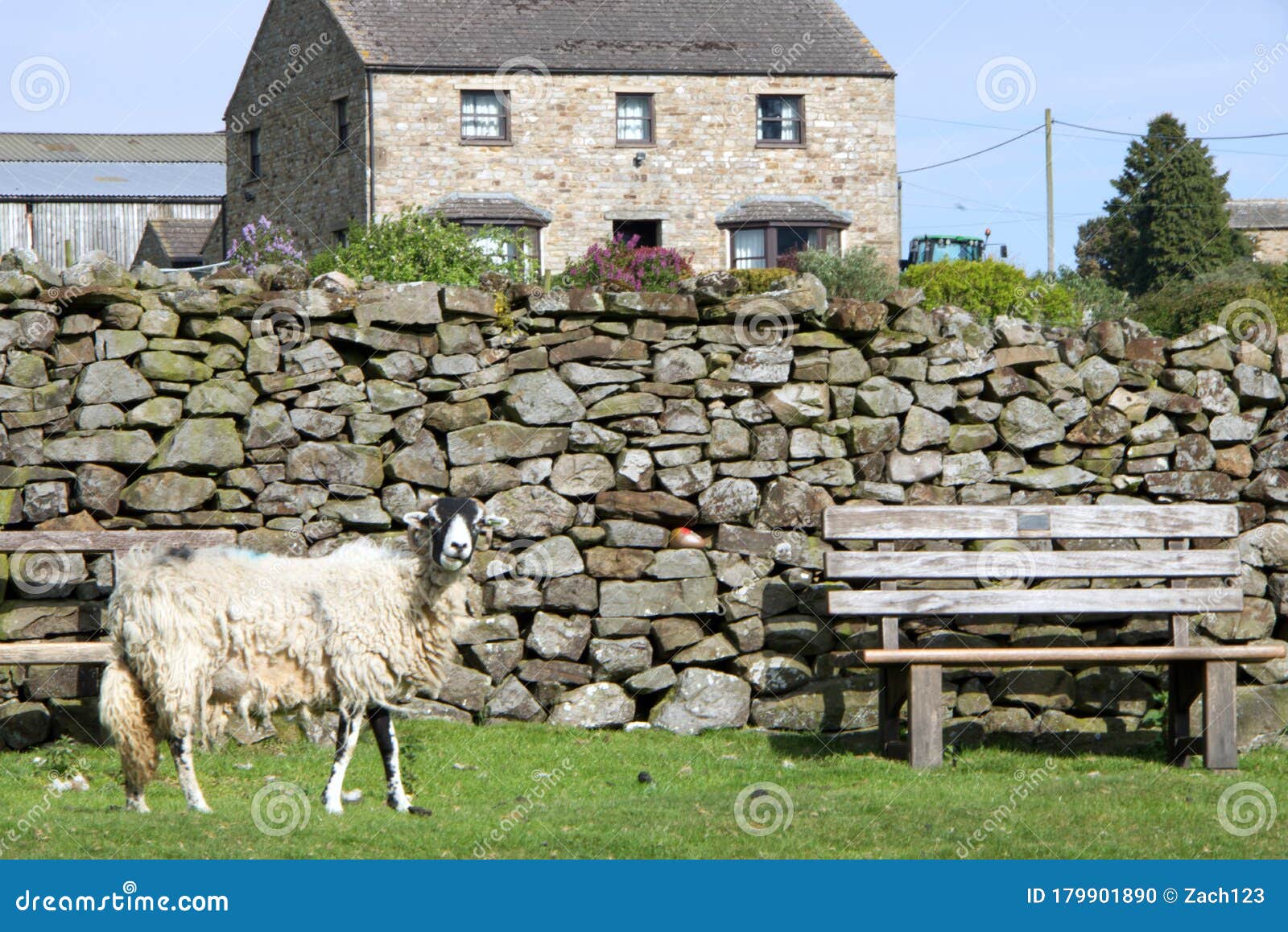 Sheep in Front of Stone Wall Stock Photo - Image of dales, animals ...