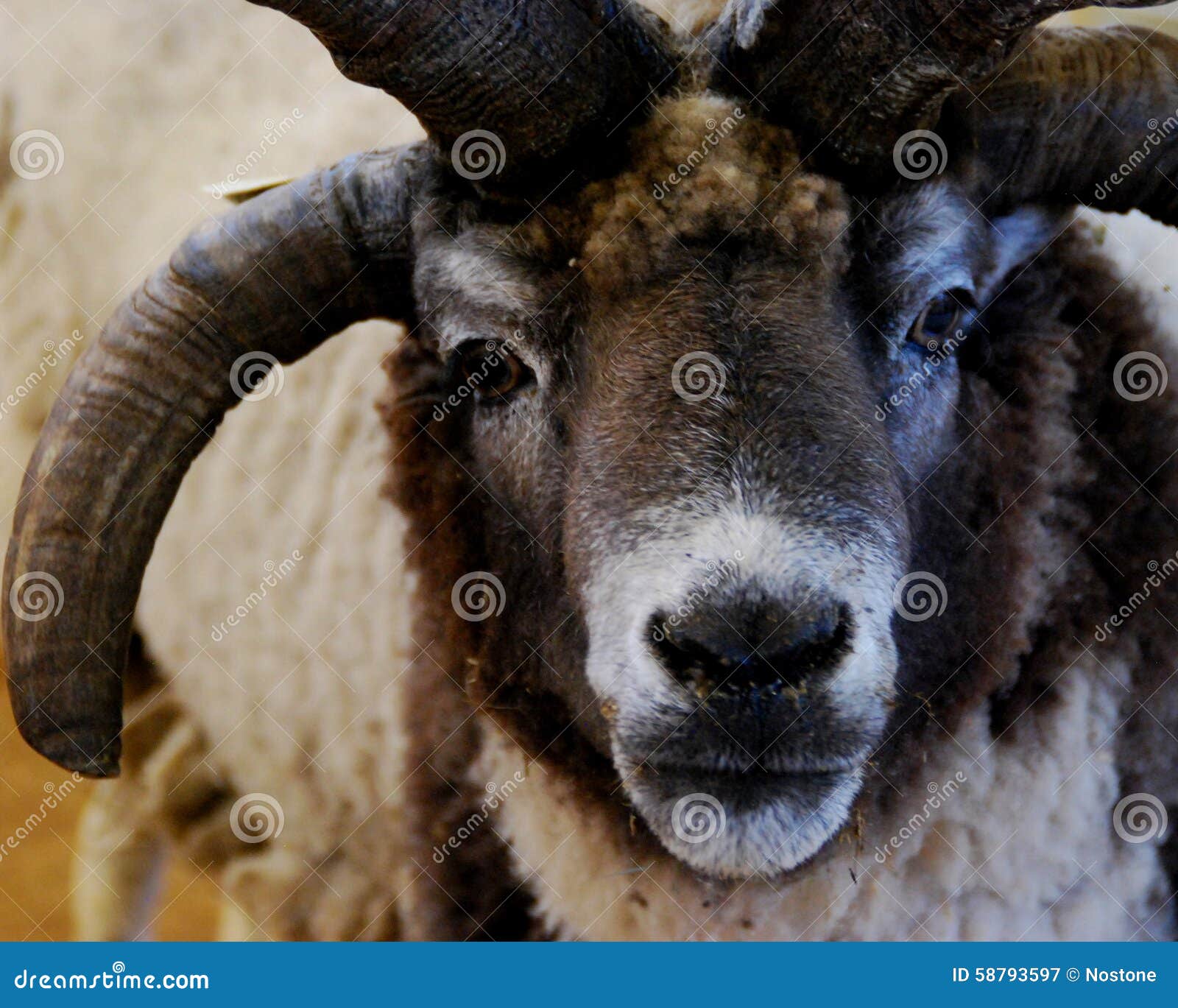 Sheep stock image. Image of animal, face, barbados, african - 58793597