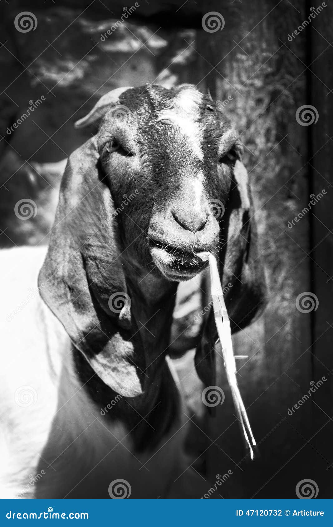 Funny Goat Portrait in Bright Light Chewing Dry Grass Stock Photo ...