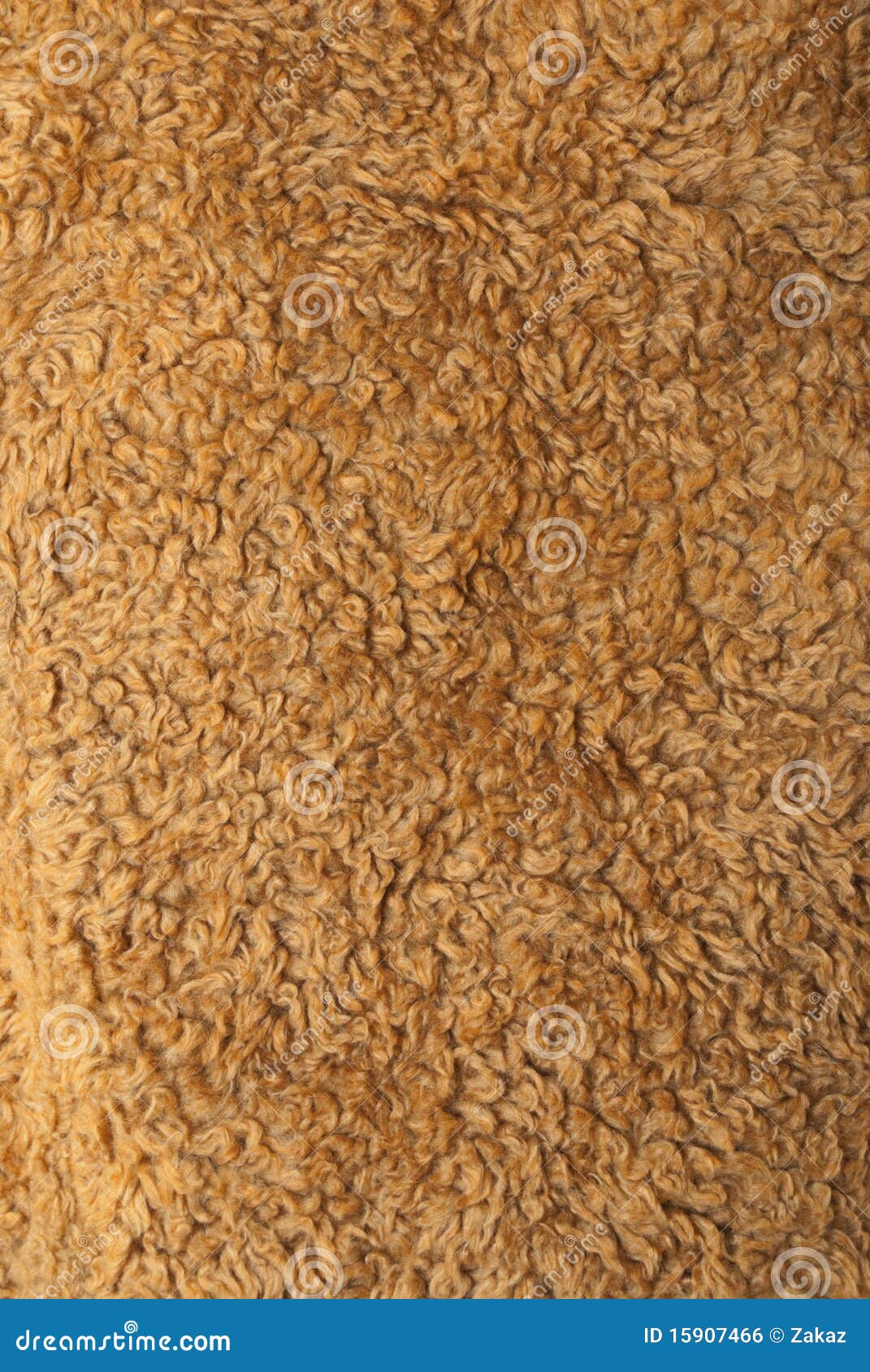 Sheep fur | texture stock photo. Image of texture, animal - 15907466
