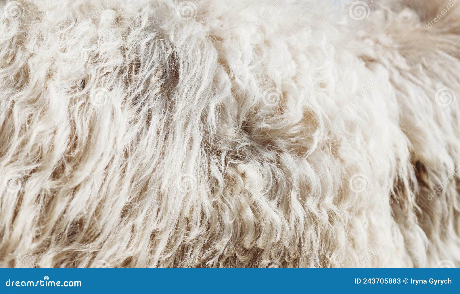 Sheep fur texture stock image. Image of abstract, warm - 243705883