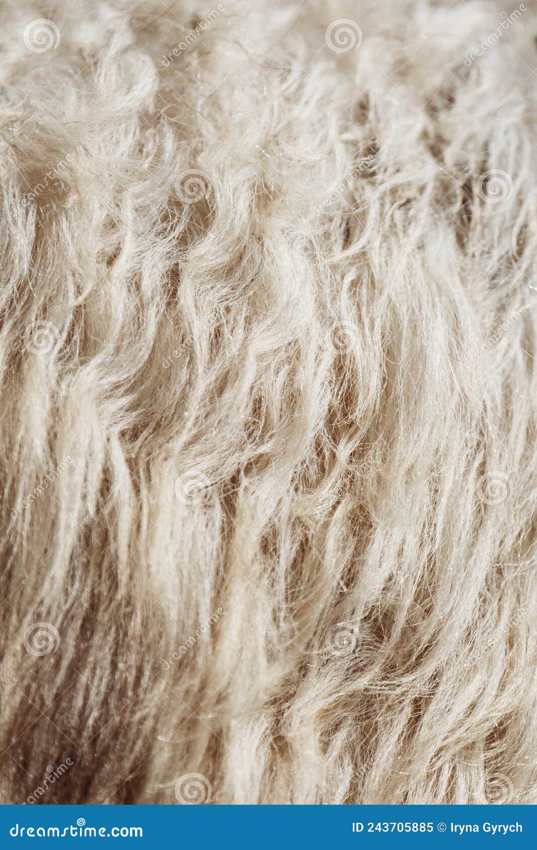 Sheep fur texture stock image. Image of texture, macro - 243705885