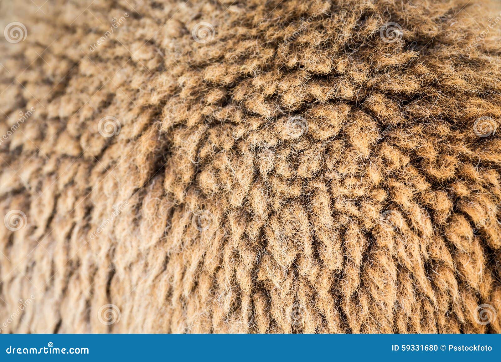Sheep fur texture stock photo. Image of leather, surface - 59331680