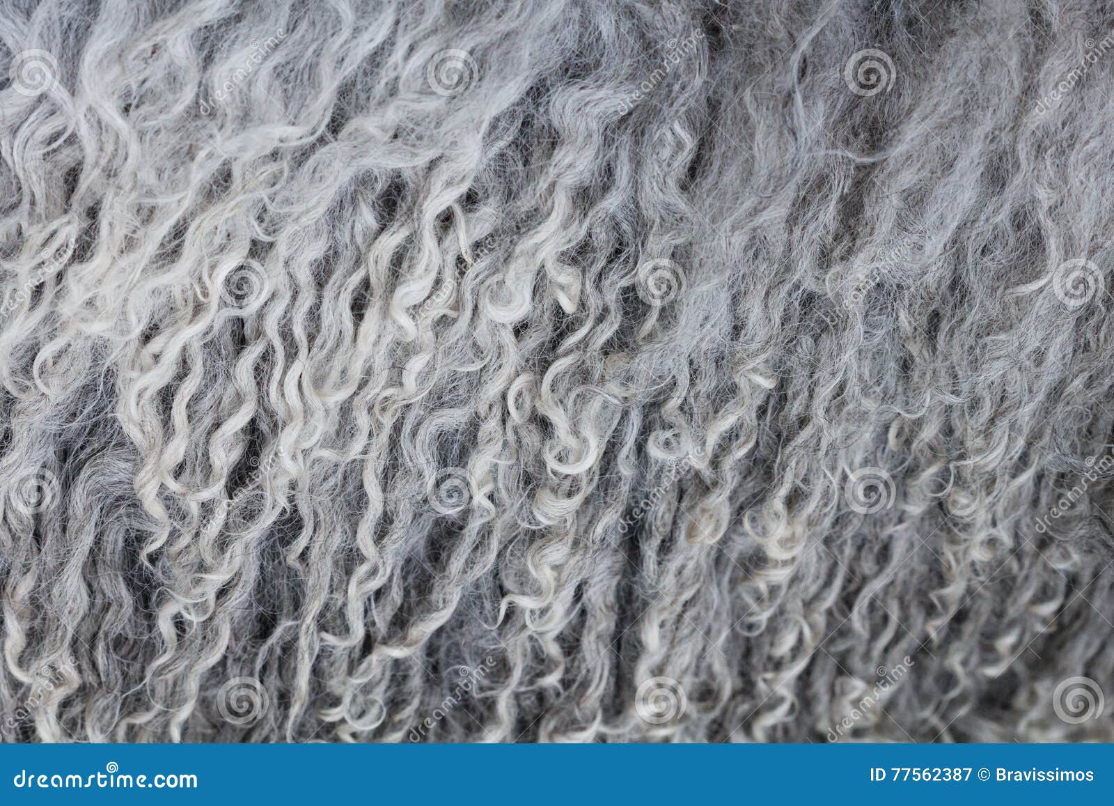 Sheep fur texture. Macro. stock image. Image of curved - 77562387