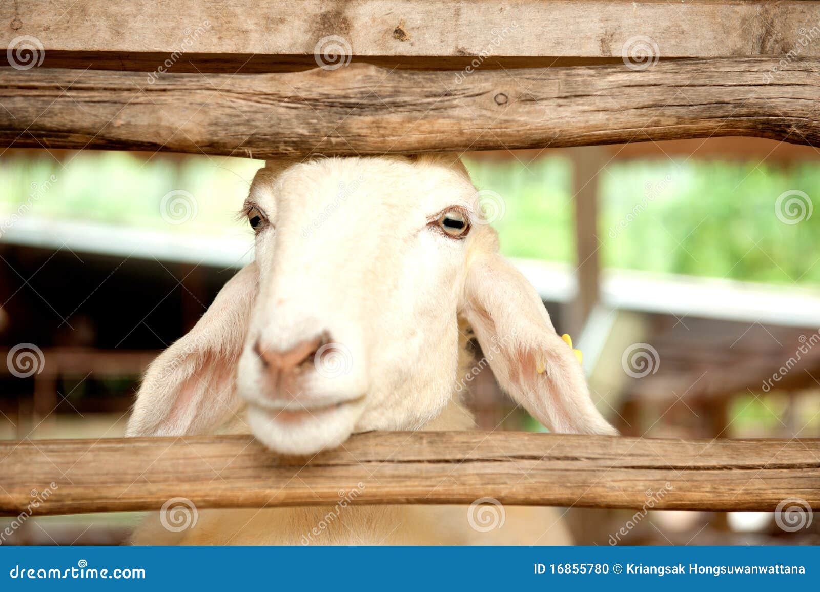 Sheep in the Gate stock photo. Image of love, holiday - 16855780