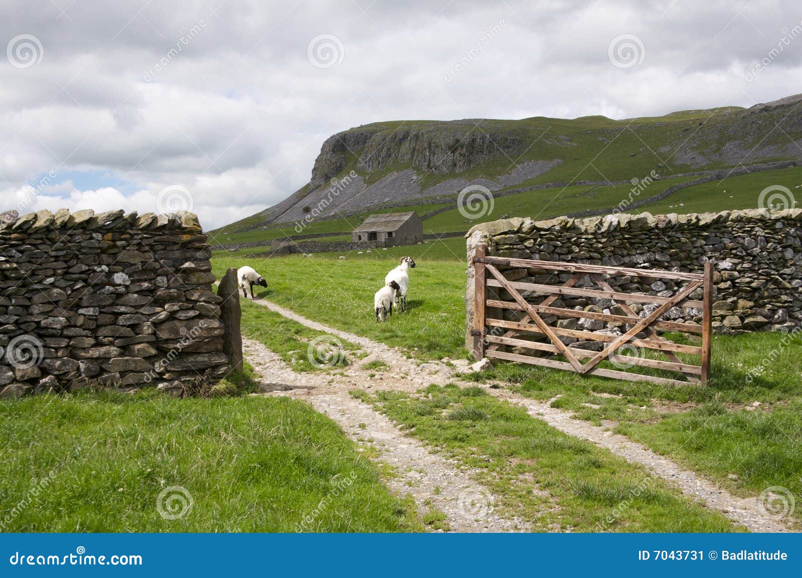 Sheep Gate Black And White Stock Photography | CartoonDealer.com #93167726