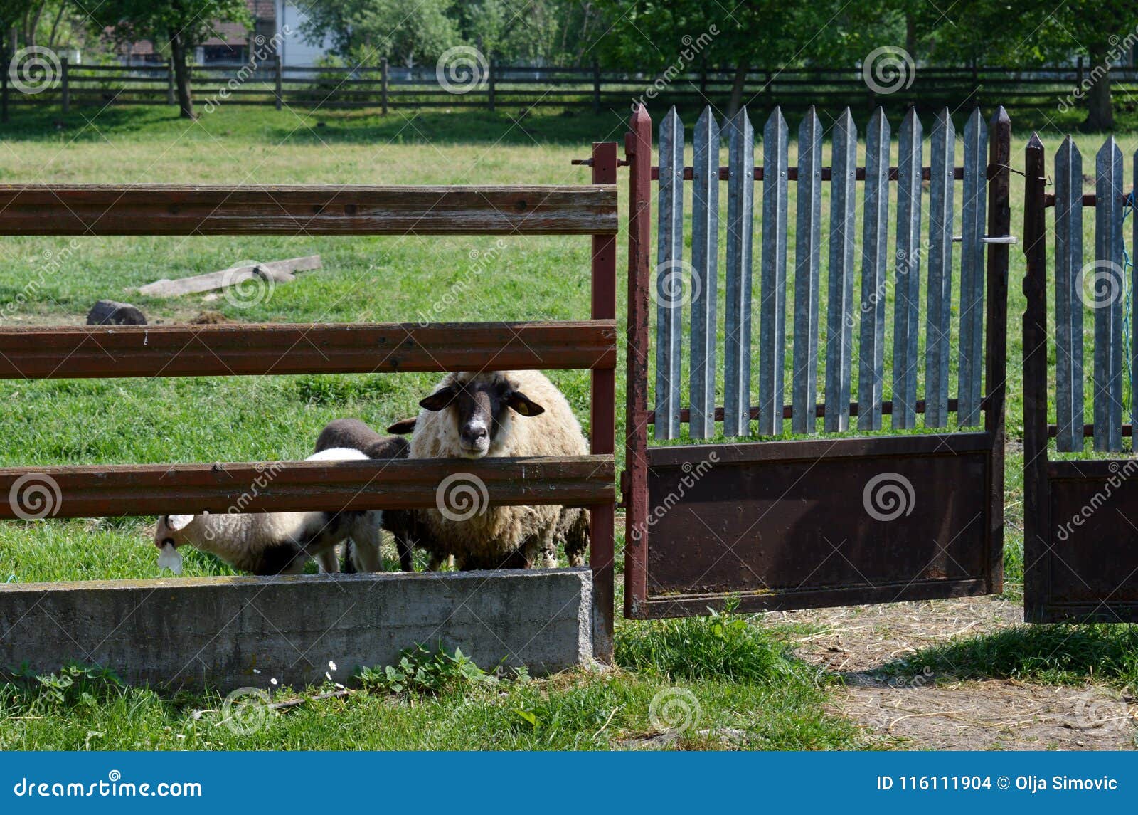 Sheep at the gate stock photo. Image of fence, grass - 116111904