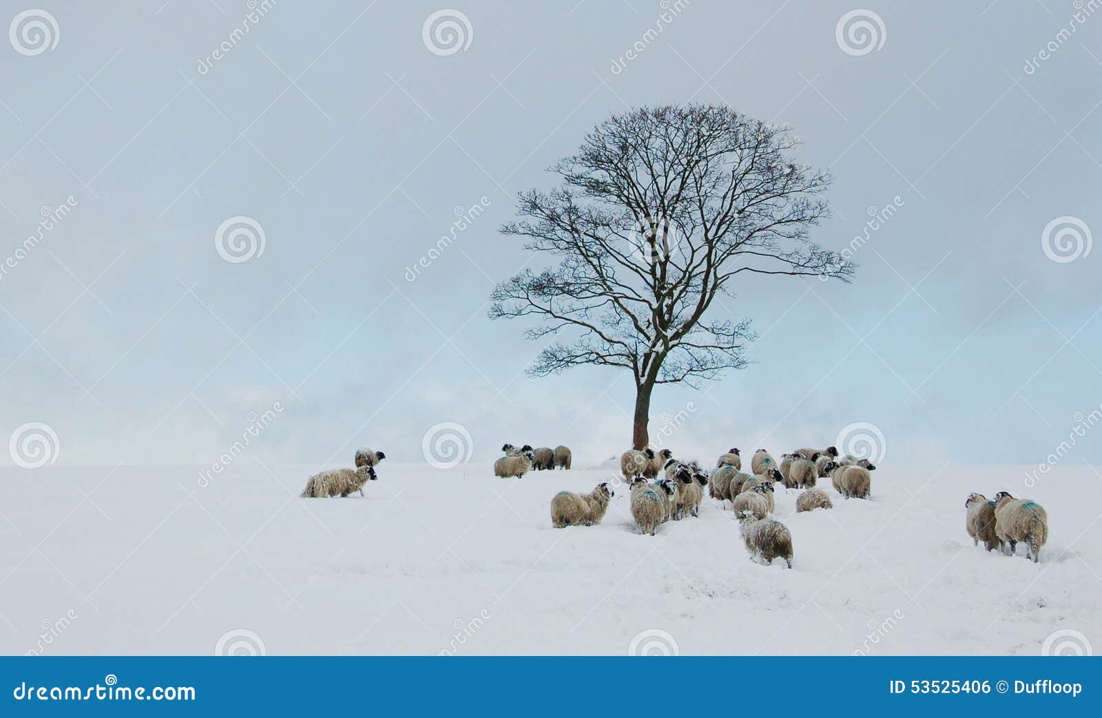 Sheep Gather Around Tree in Snow Stock Photo - Image of tree, weather ...