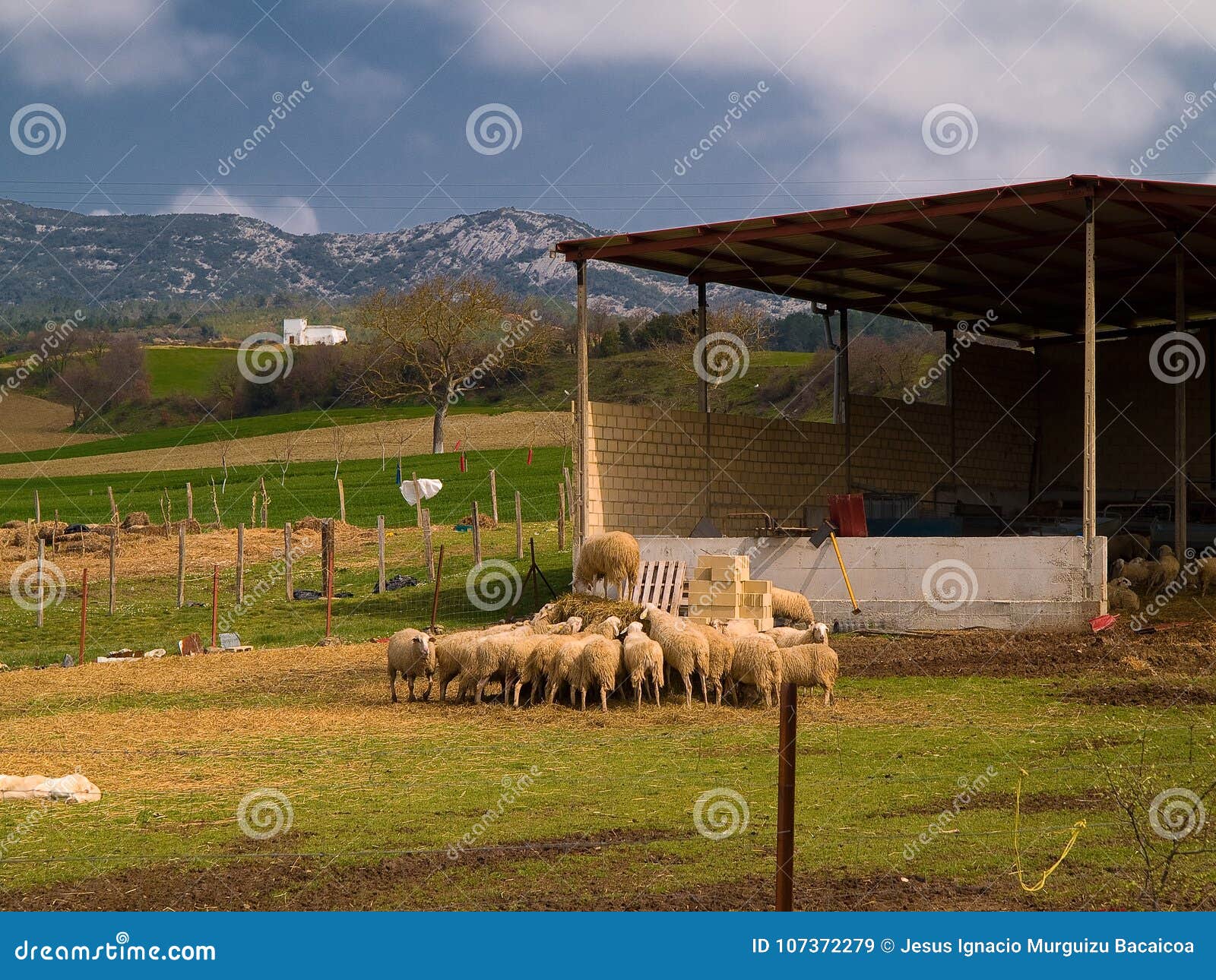 Sheep Gathered in a Circle in Front of a Barn Stock Image - Image of ...