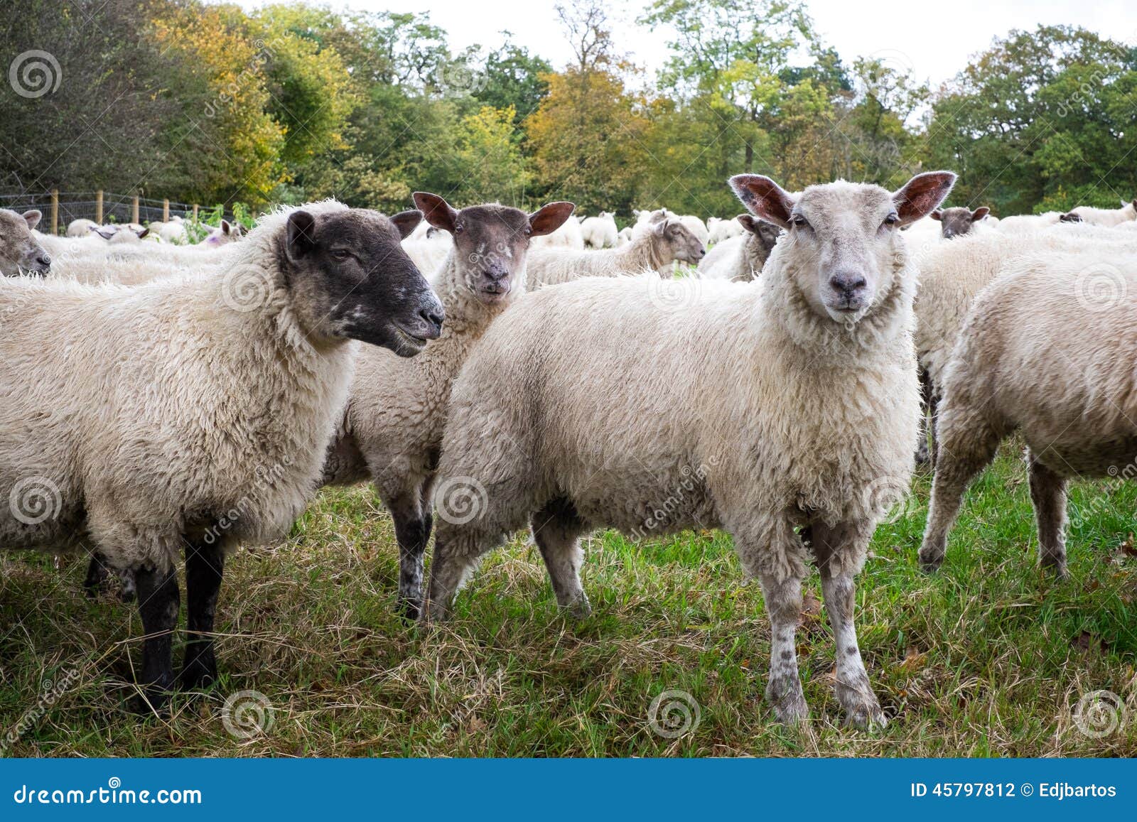 Sheep stock photo. Image of countryside, animals, flock - 45797812