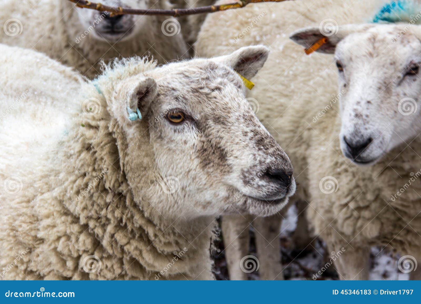 Sheep Gathered Together in a Field Stock Image - Image of close ...